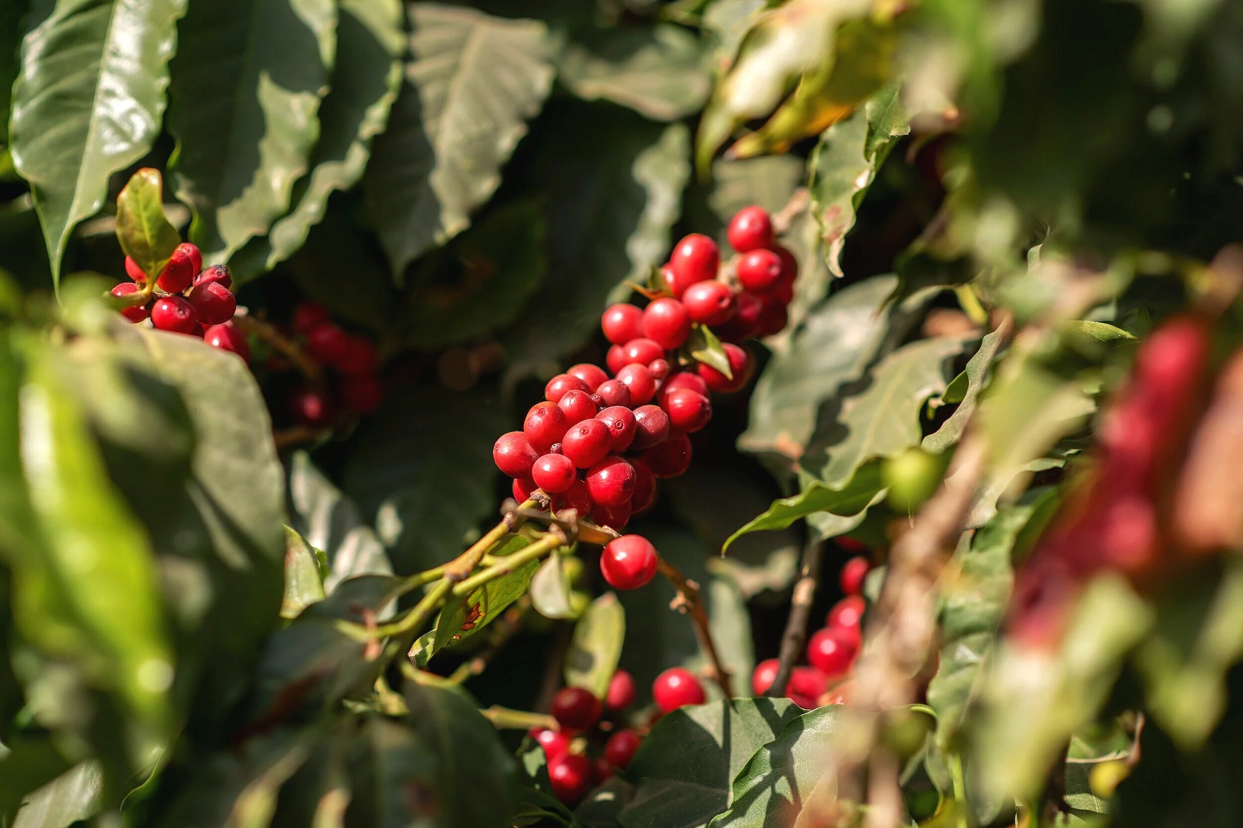 Qamaria Yemeni Coffee Co. | Experience Authentic Yemeni Coffee - Shop Now