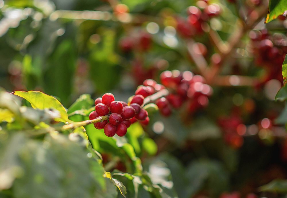 About — Qamaria Yemeni Coffee Co.