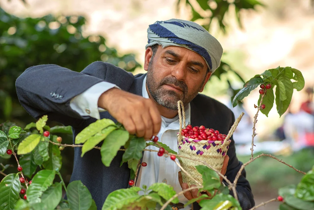 About | Experience Yemeni Coffee Today — Qamaria Yemeni Coffee Co.