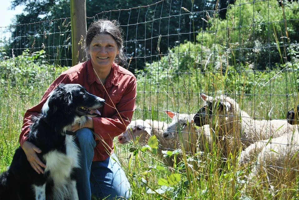 Lambs — Glendale Shepherd