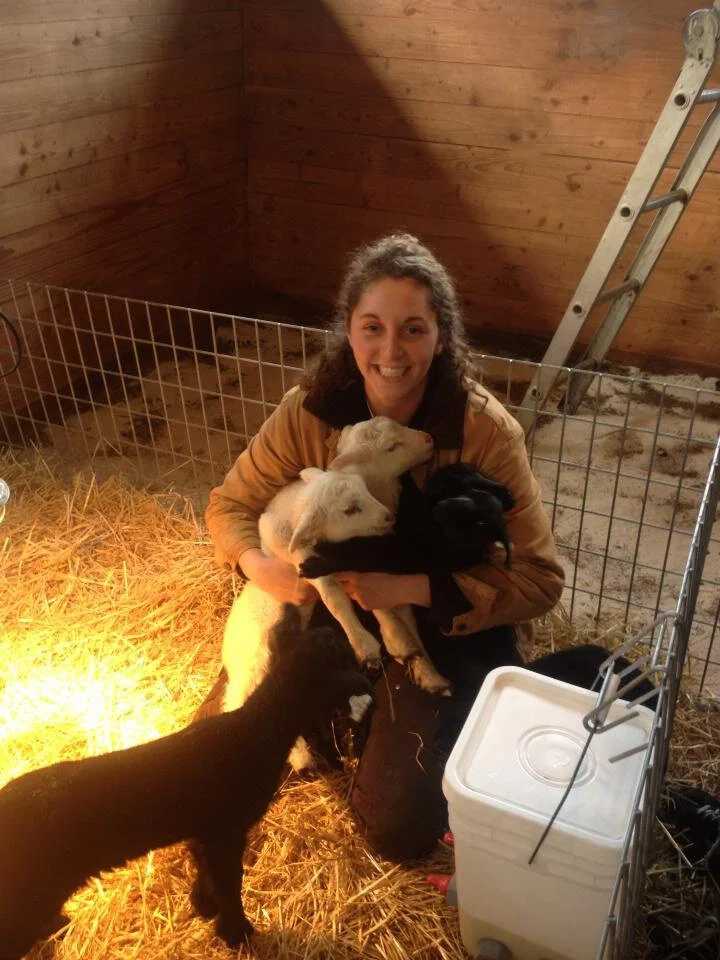 Lambs — Glendale Shepherd