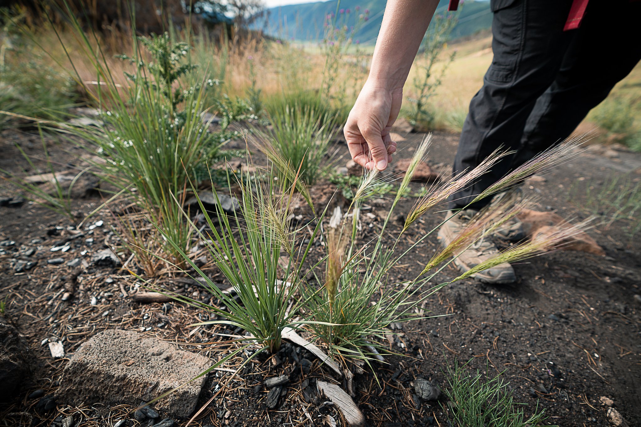 Fire Adaptation | RFOV