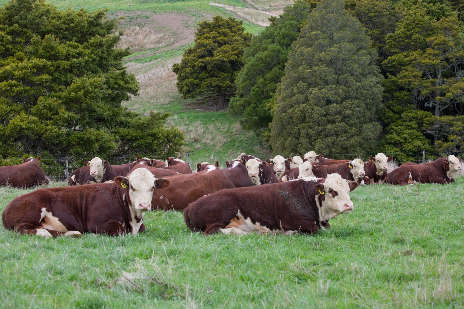 Ngakouka Herefords