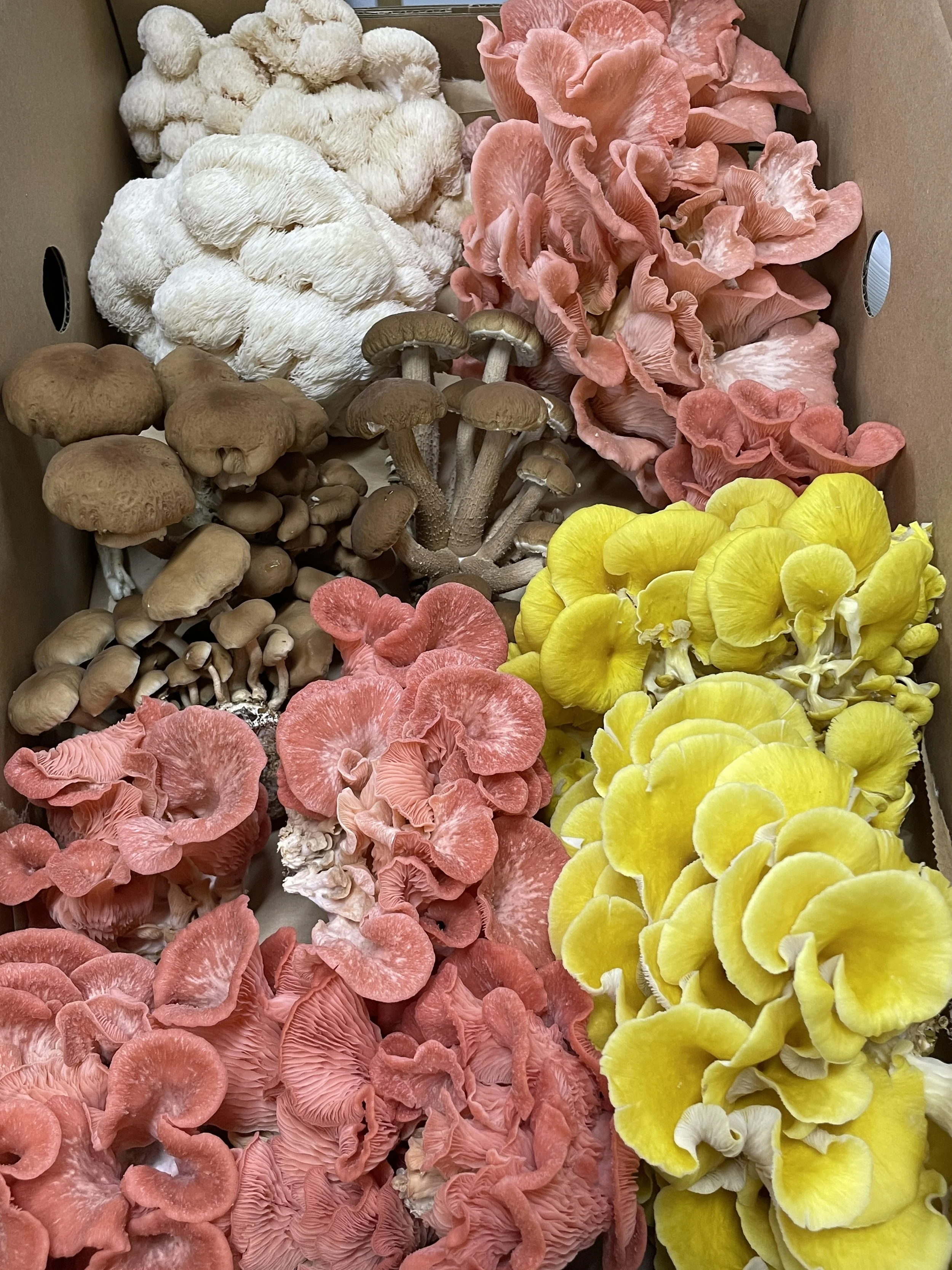 Fresh gourmet and herbal mushrooms in Singapore — Bewilder