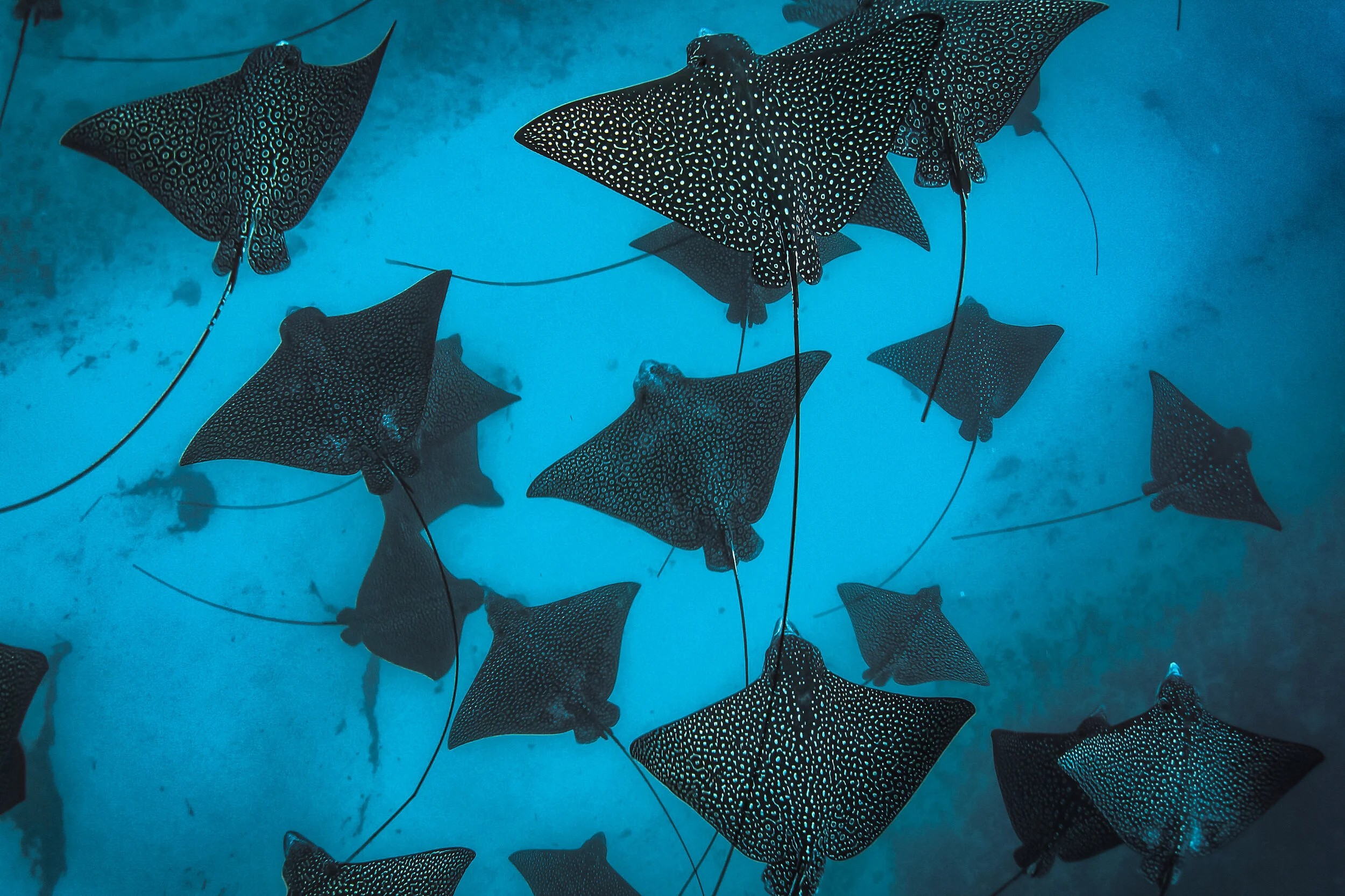 Snorkel Cook Islands | Best Snorkelling & Rarotonga Turtle Tours