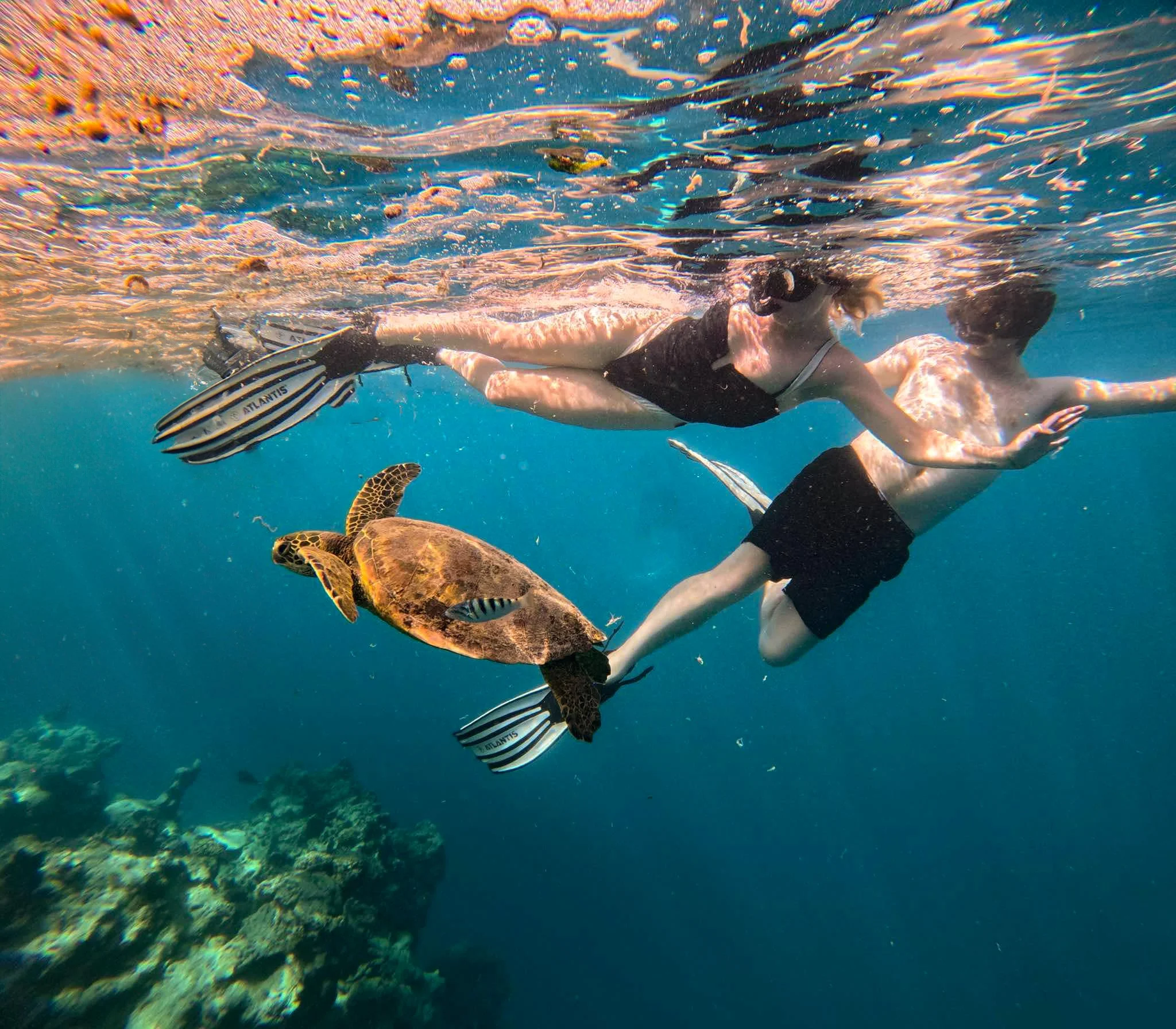 Rarotonga Turtle tour PHOTOS — Snorkel Cook Islands