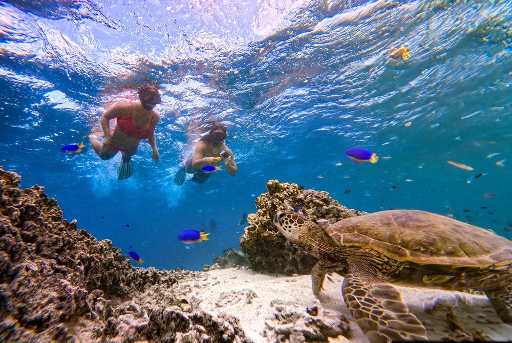 Rarotonga Turtle tour PHOTOS — Snorkel Cook Islands