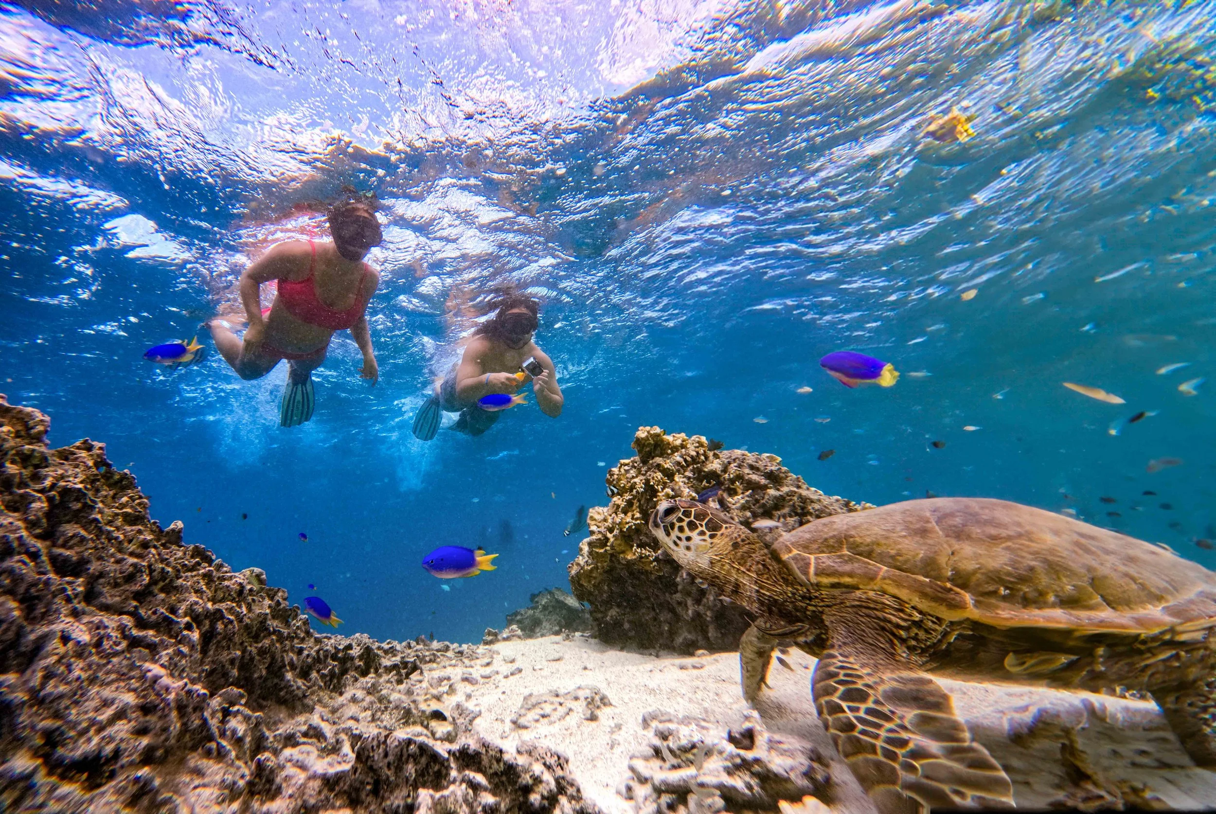 Rarotonga Turtle tour PHOTOS — Snorkel Cook Islands