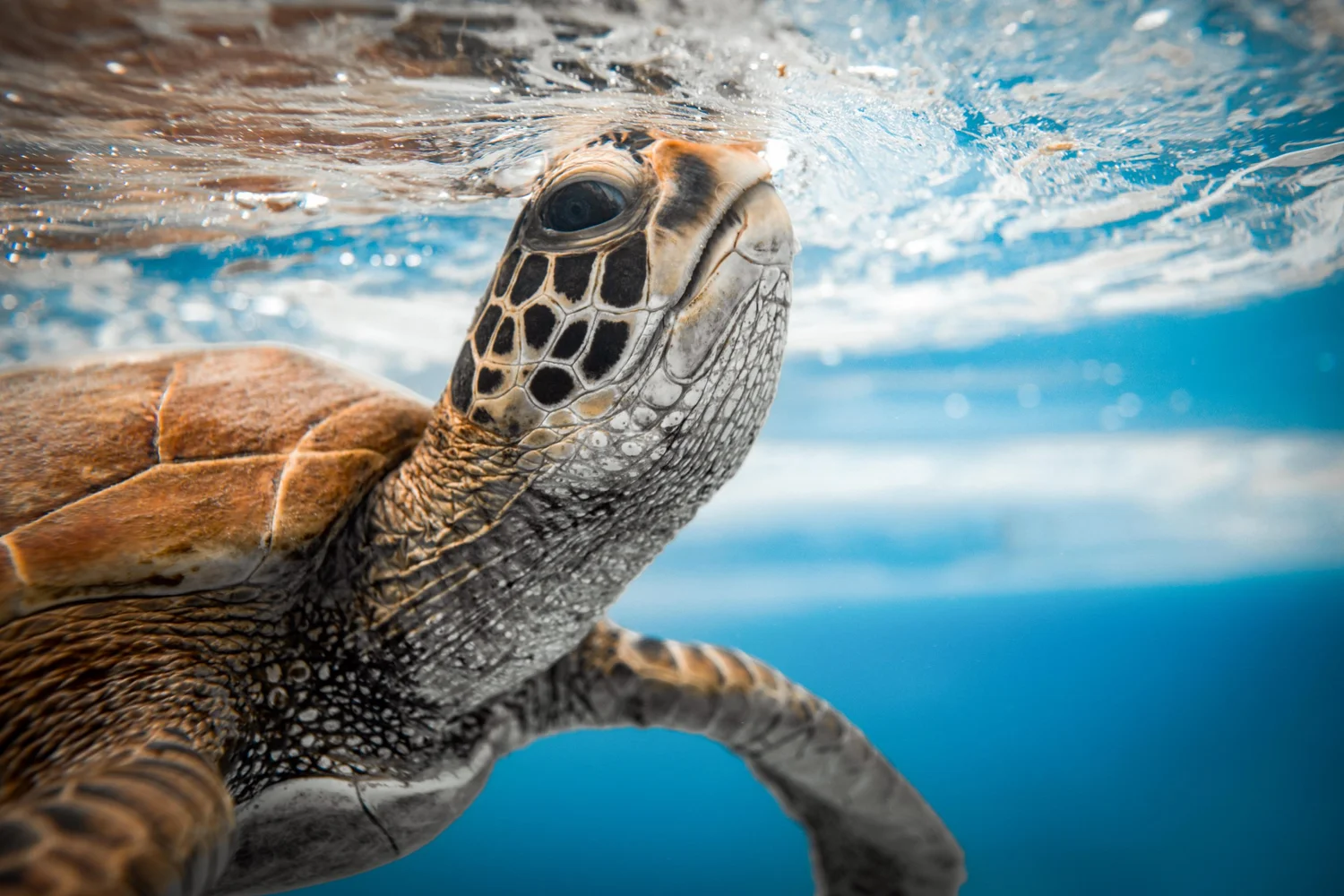 Snorkel Cook Islands | Rarotonga Turtle Tour $89 per person