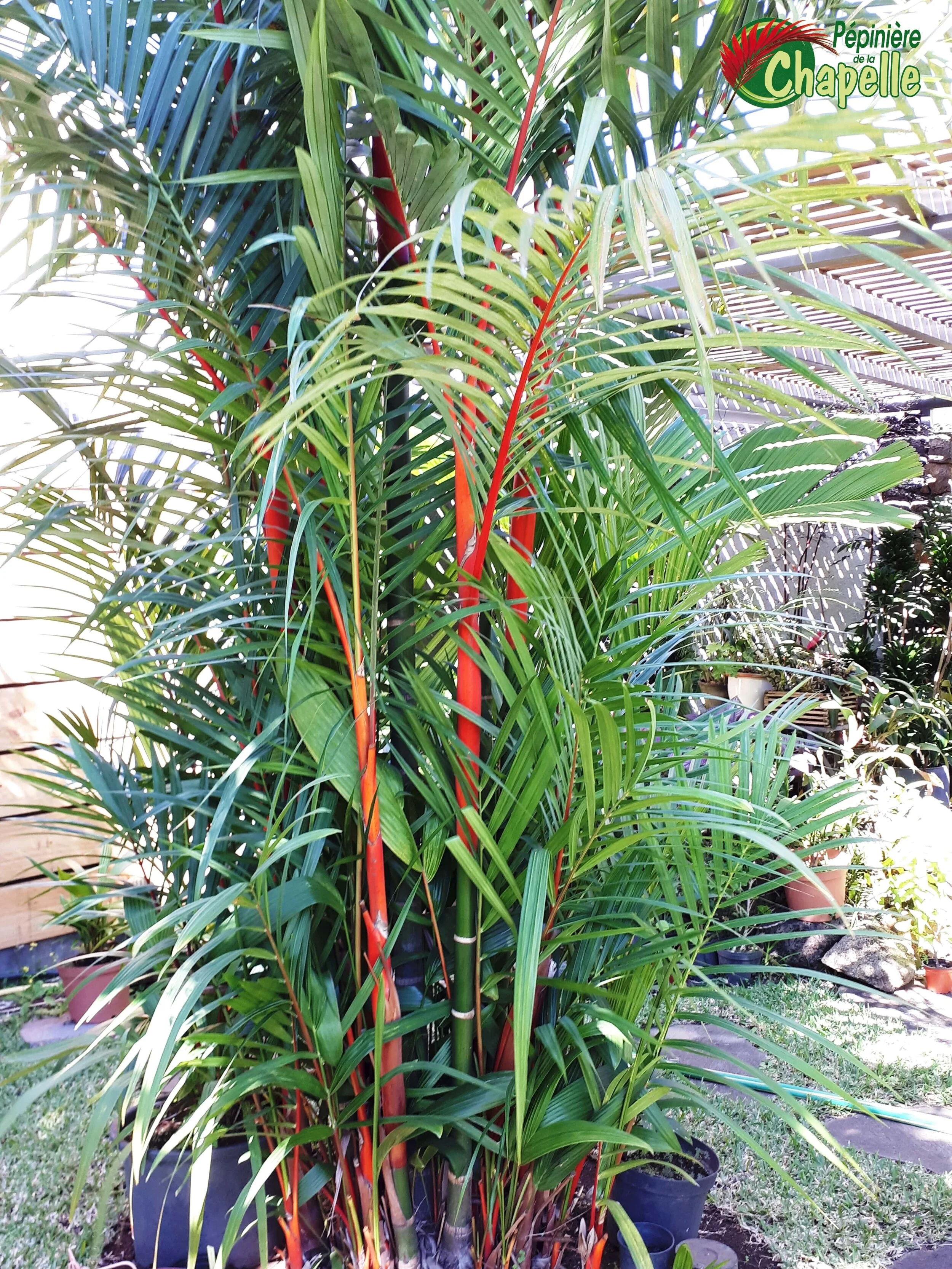Cyrtostachys renda - Palmier rouge à lèvres — Pépinière de la Chapelle ...