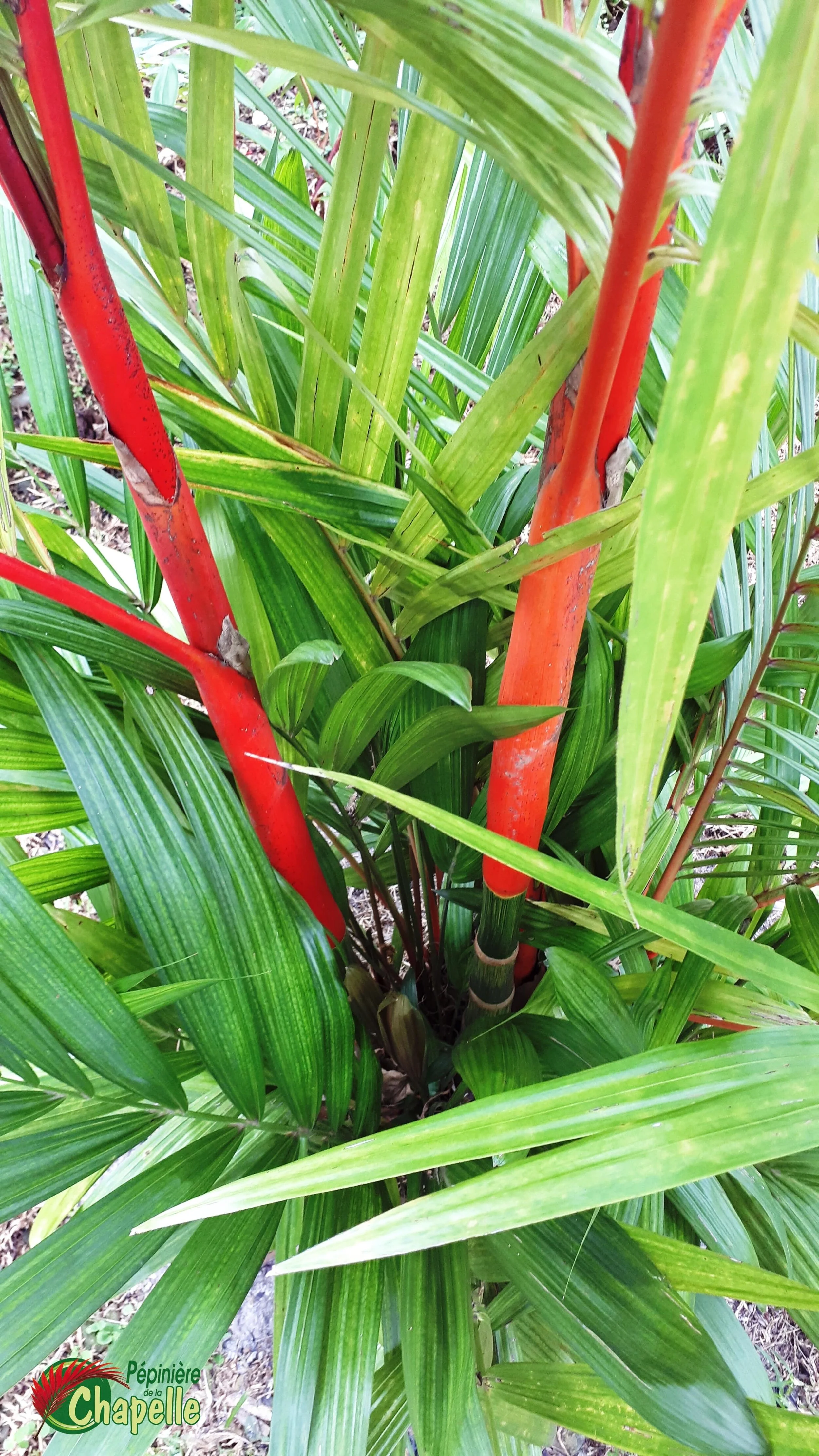 Cyrtostachys renda - Palmier rouge à lèvres — Pépinière de la Chapelle ...