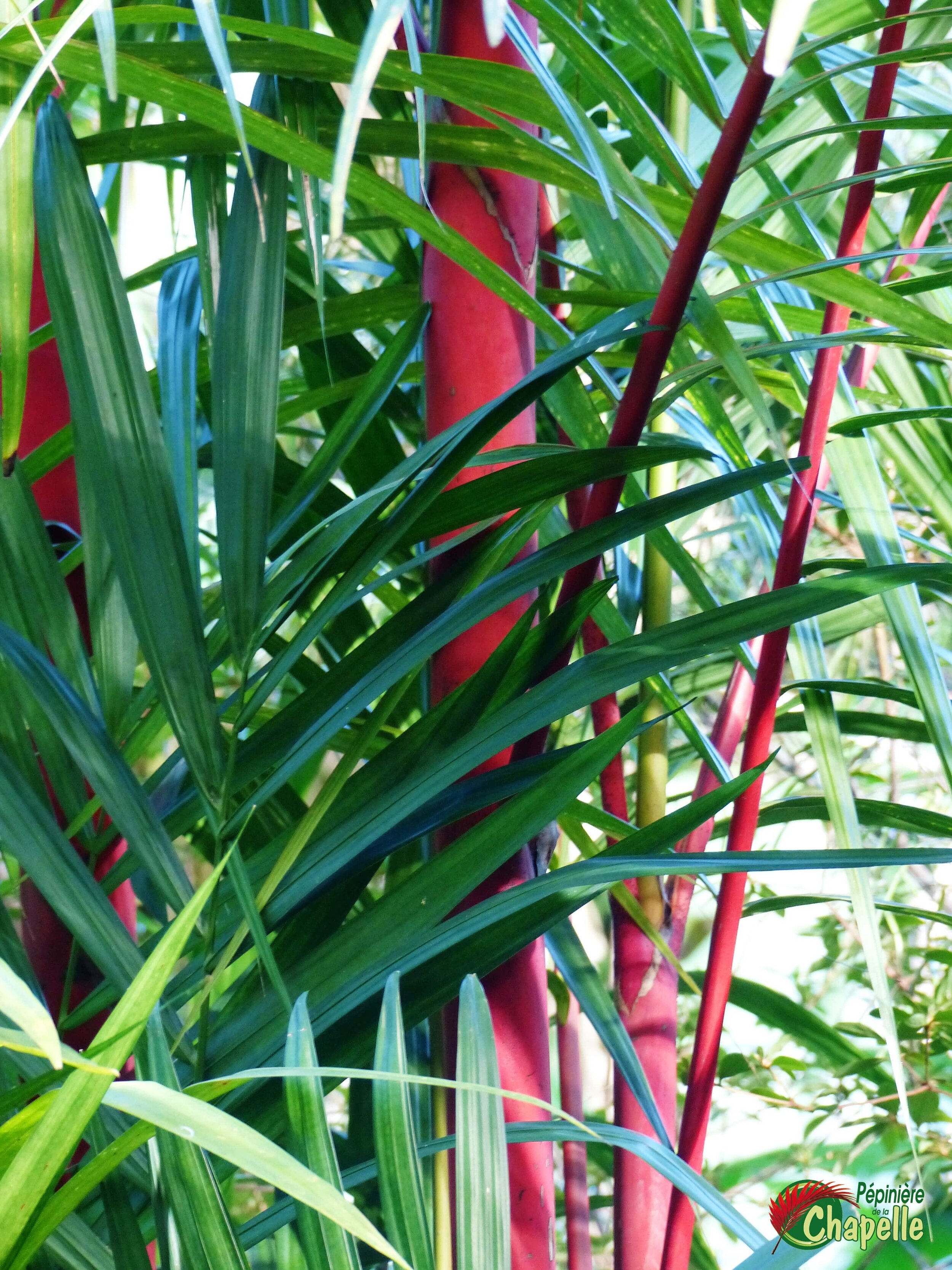 Cyrtostachys renda - Palmier rouge à lèvres — Pépinière de la Chapelle ...