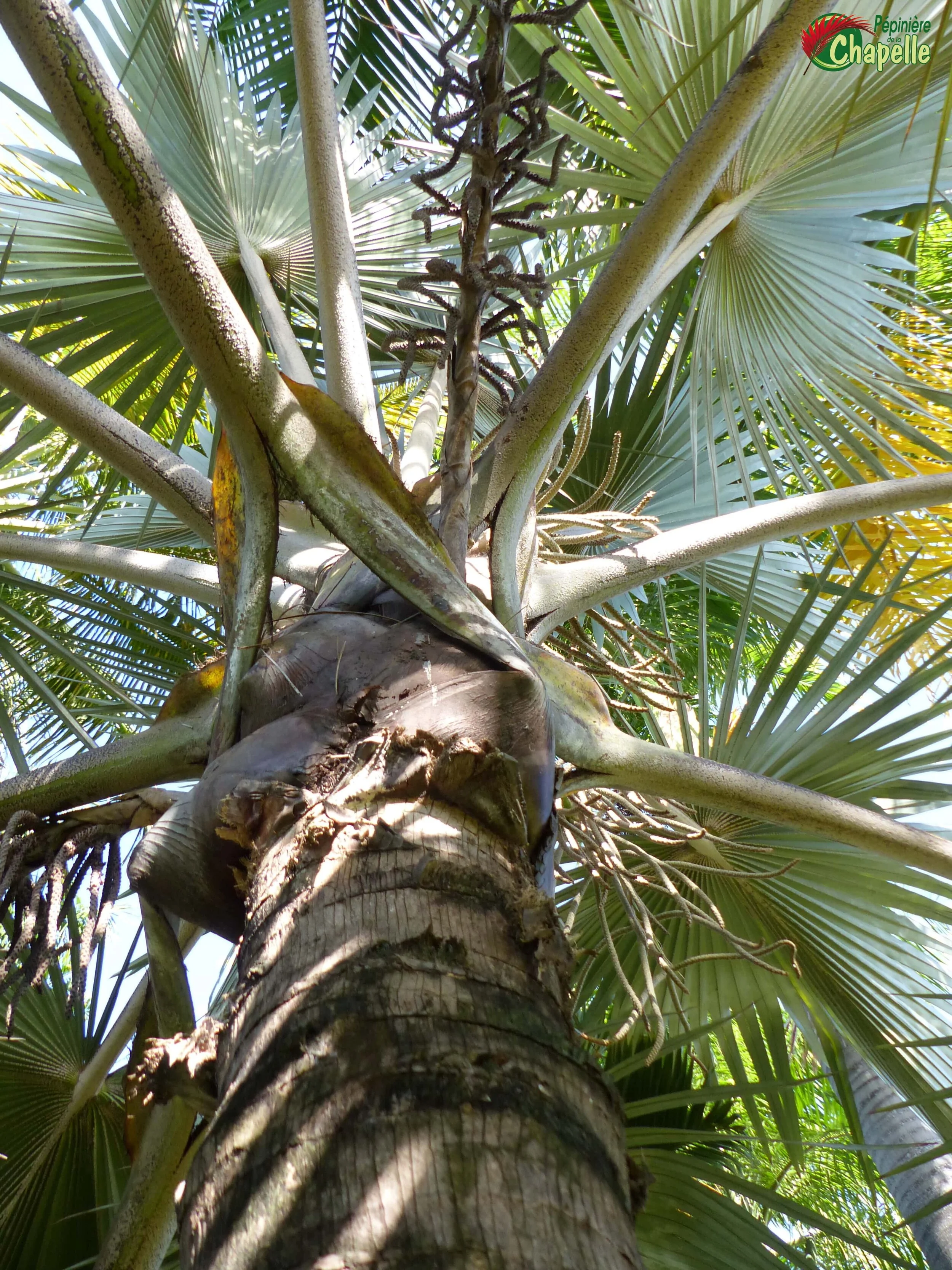 Latania lontaroïdes - Latanier rouge — Pépinière de la Chapelle - La ...