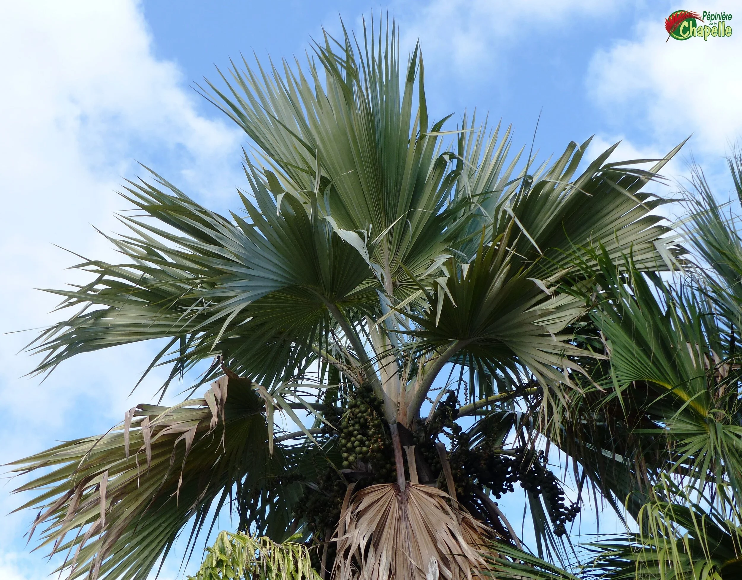 Latania lontaroïdes - Latanier rouge — Pépinière de la Chapelle - La ...