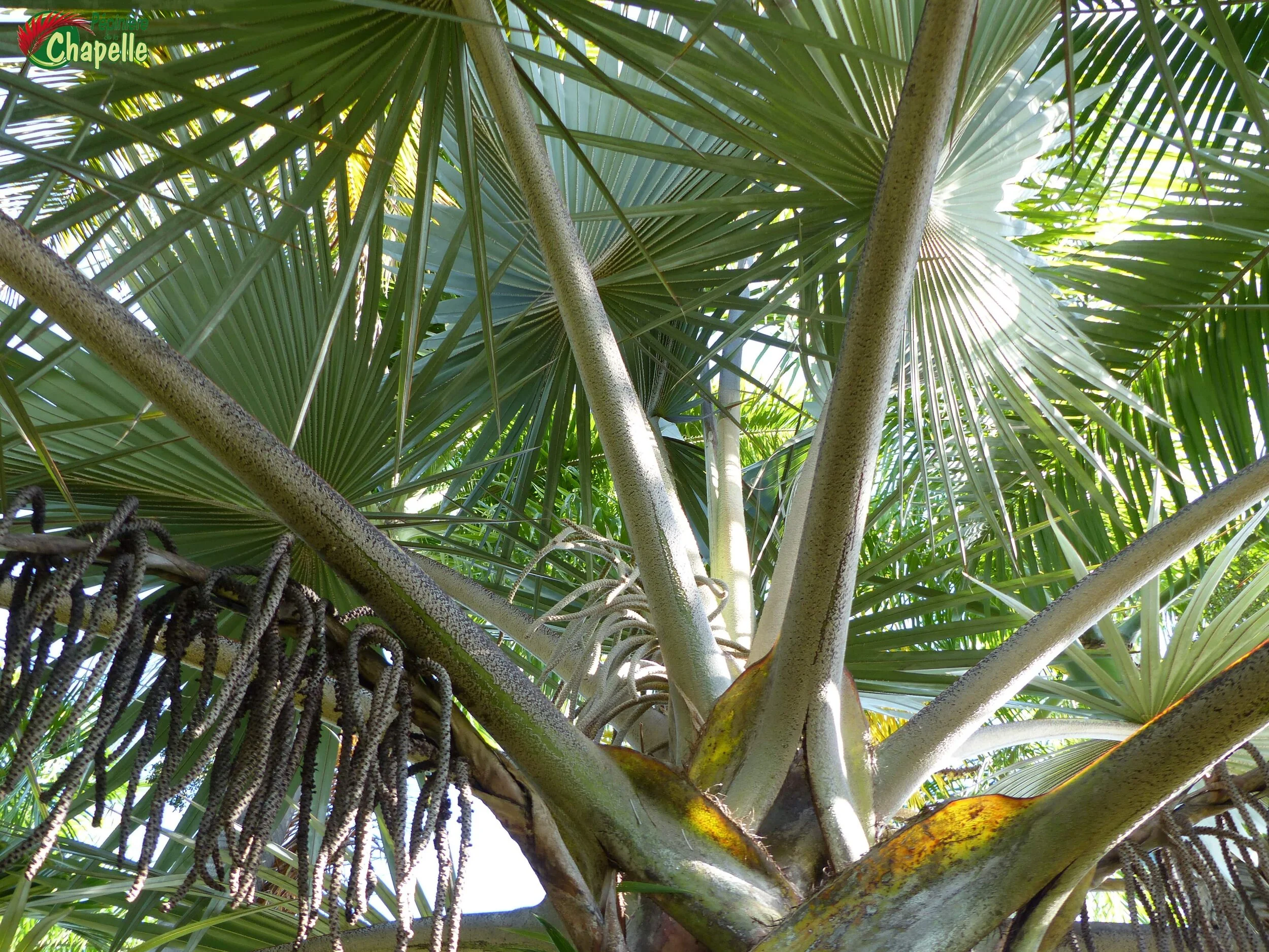 Latania lontaroïdes - Latanier rouge — Pépinière de la Chapelle - La ...
