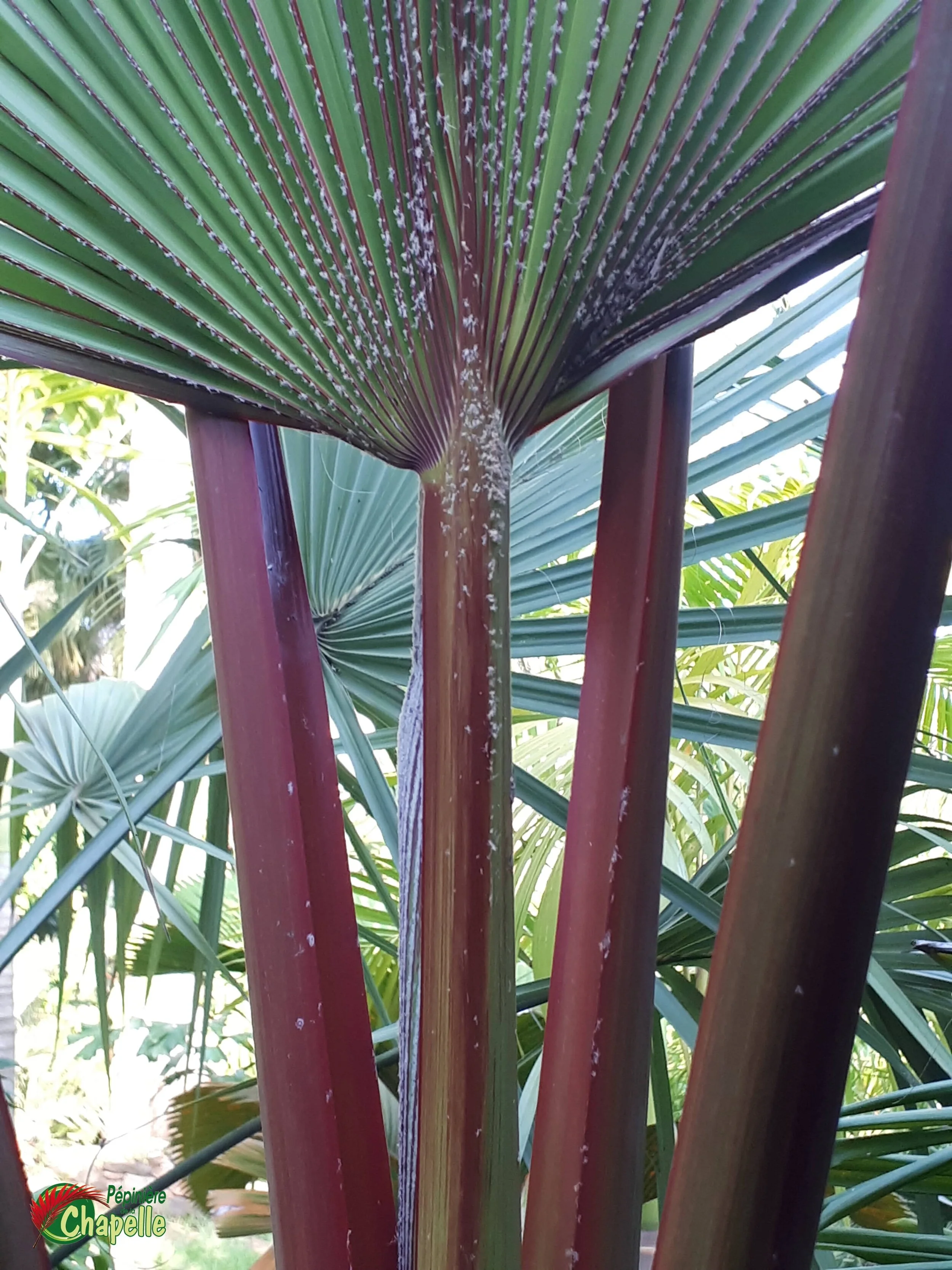 Latania lontaroïdes - Latanier rouge — Pépinière de la Chapelle - La ...