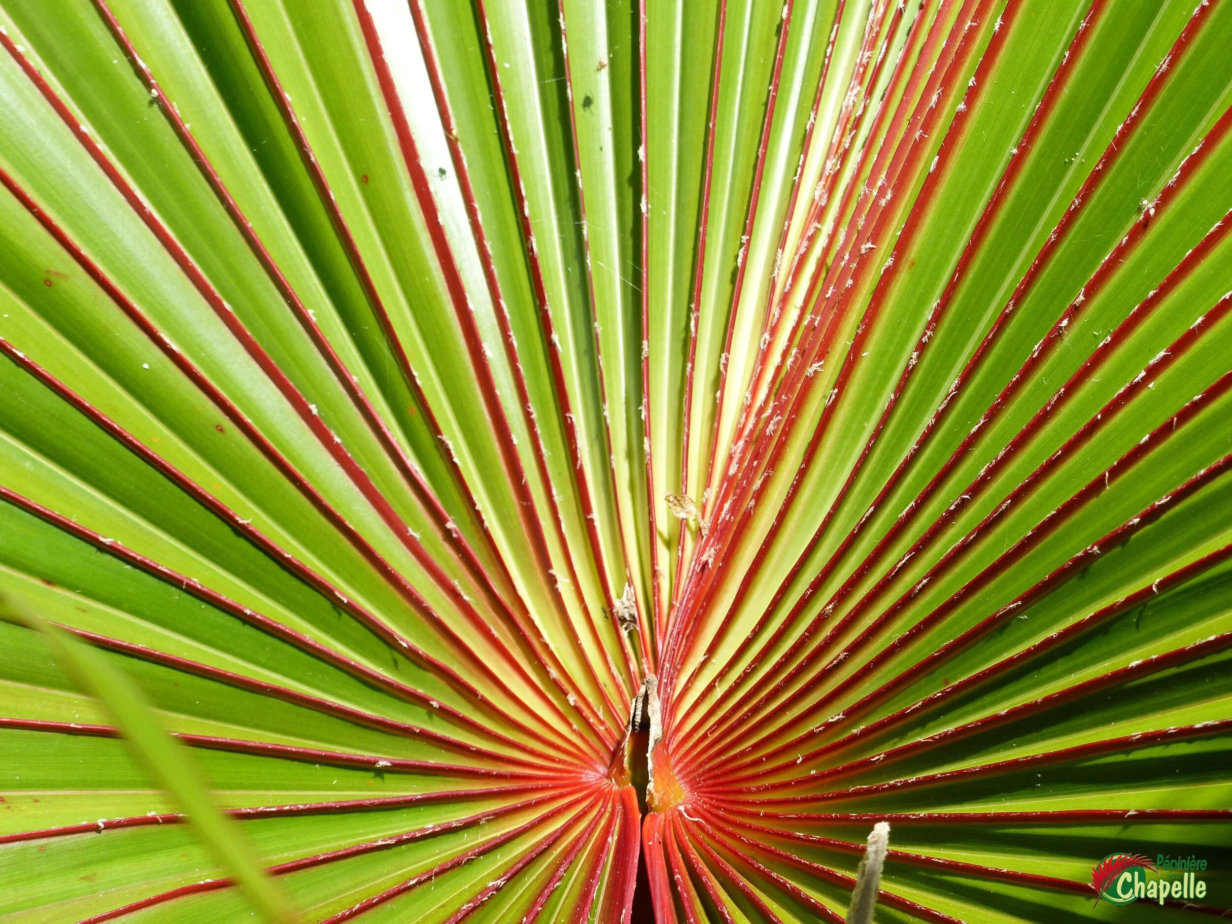 Latania lontaroïdes - Latanier rouge — Pépinière de la Chapelle - La ...