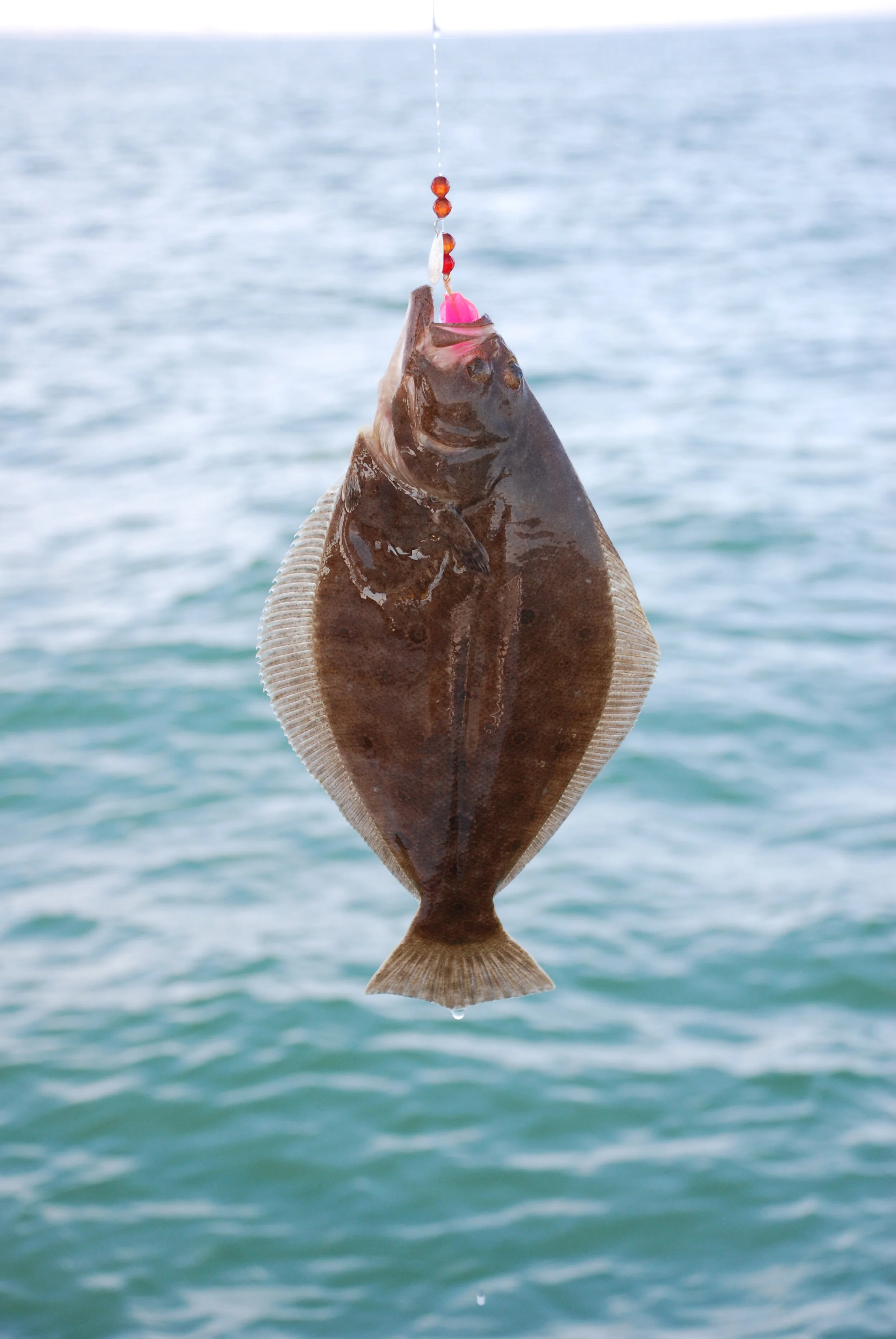 Fishing — Starlight Fleet