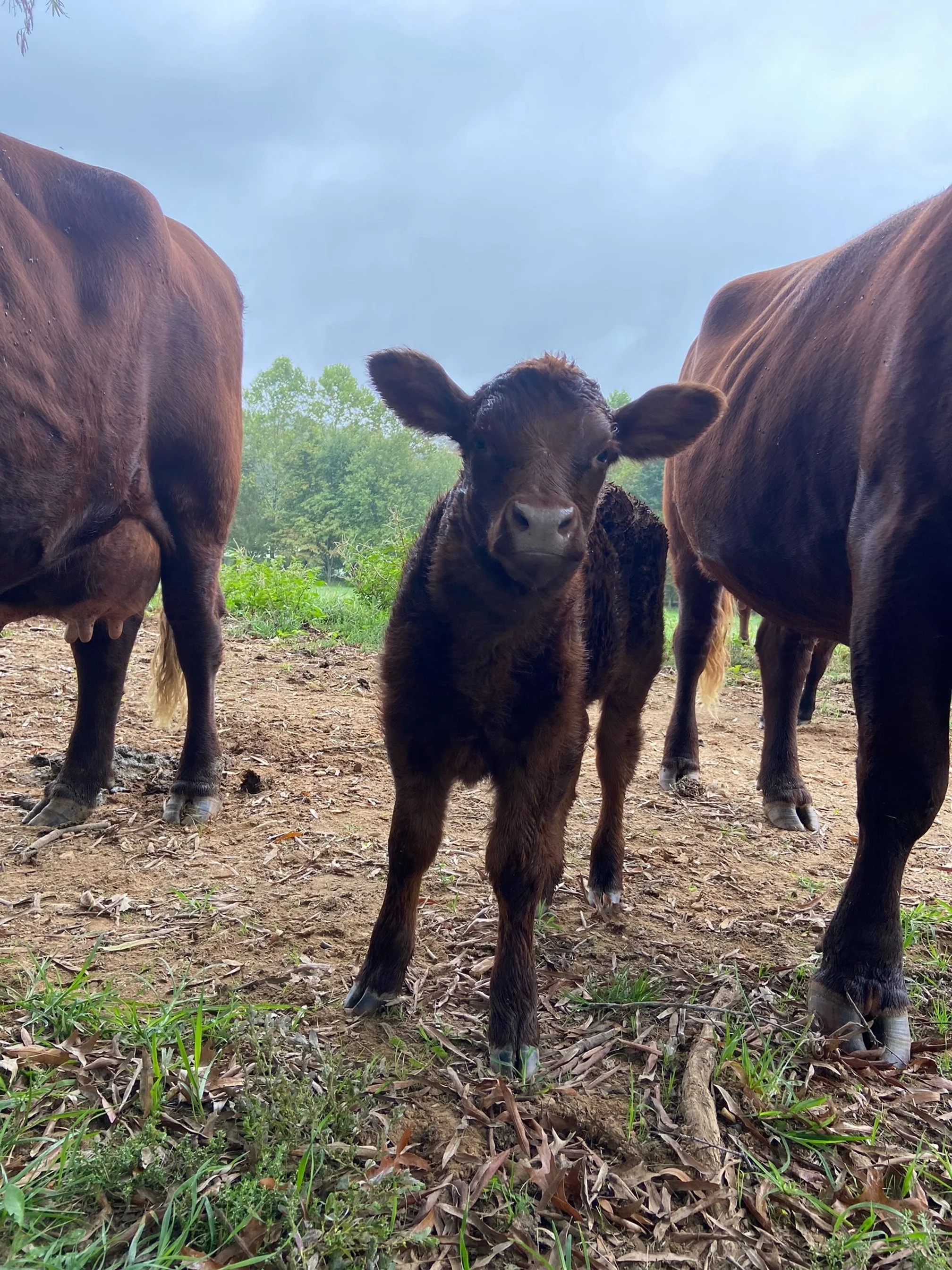 Our Farms — Franks Produce & Greenhouses