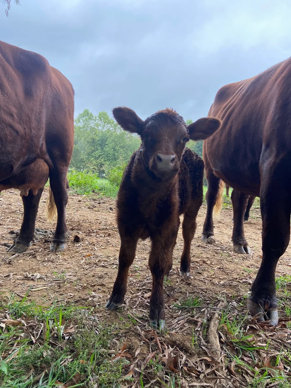 Our Farms — Franks Produce & Greenhouses