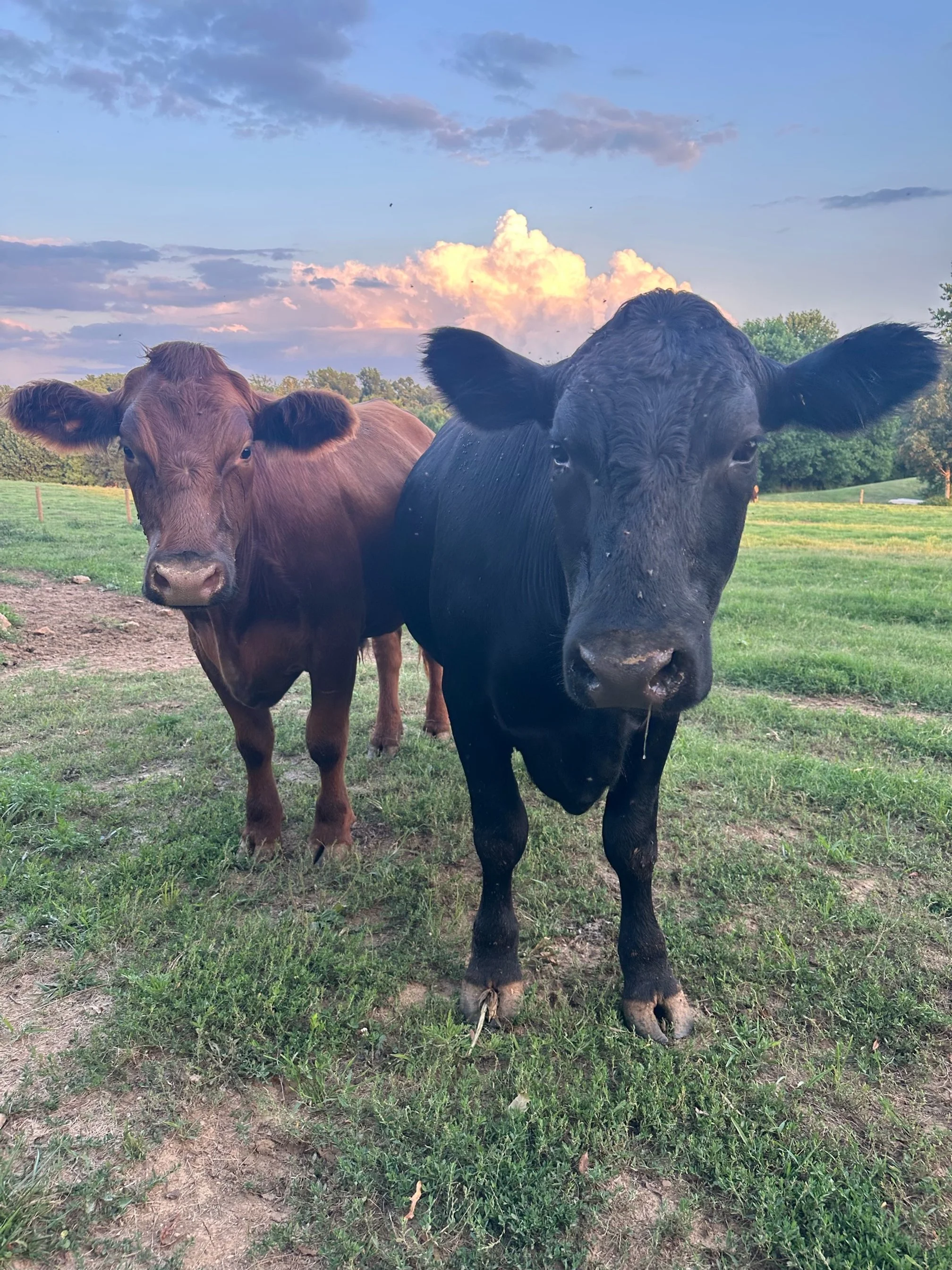 Our Farms — Franks Produce & Greenhouses