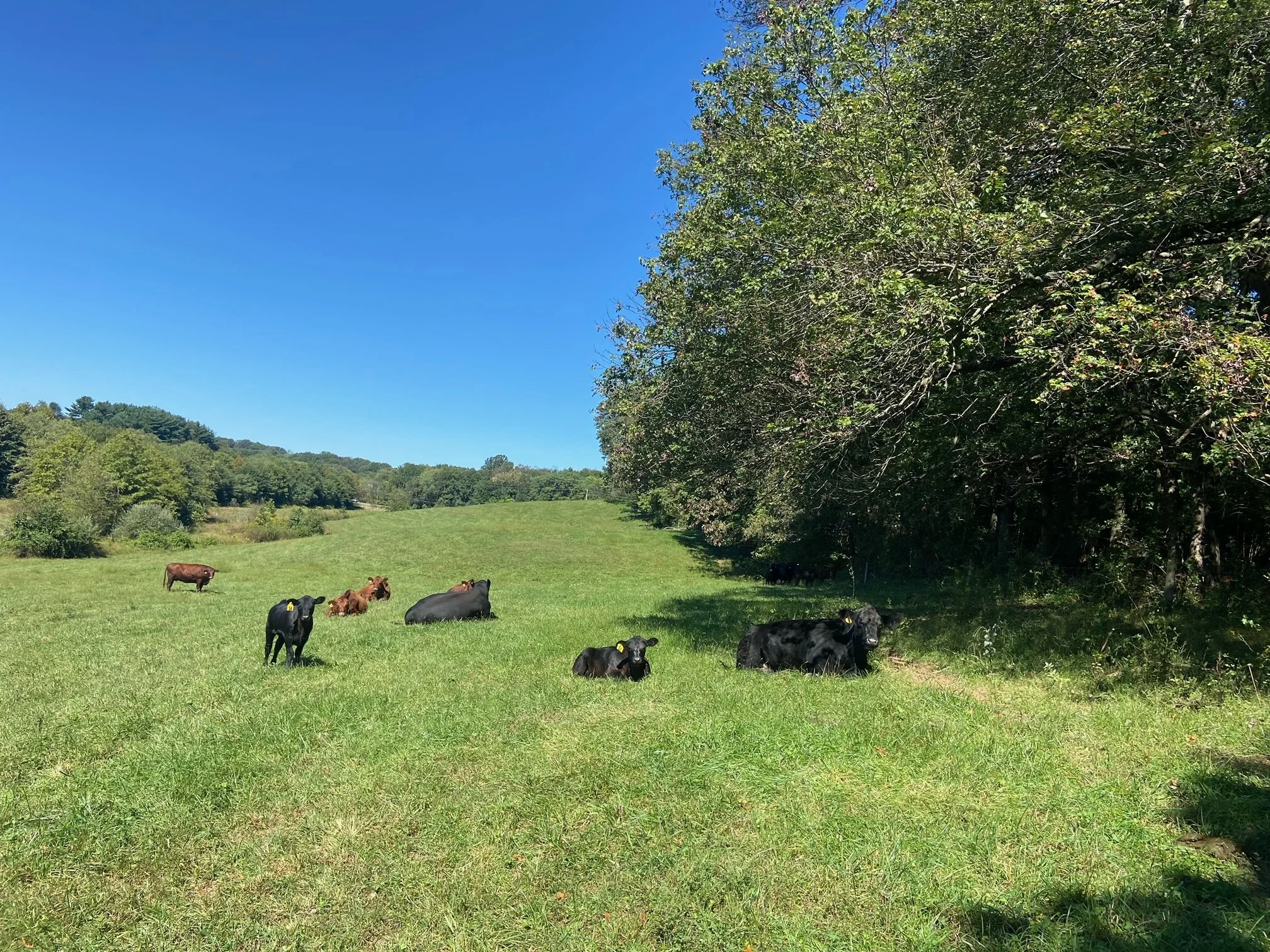 Our Farms — Franks Produce & Greenhouses