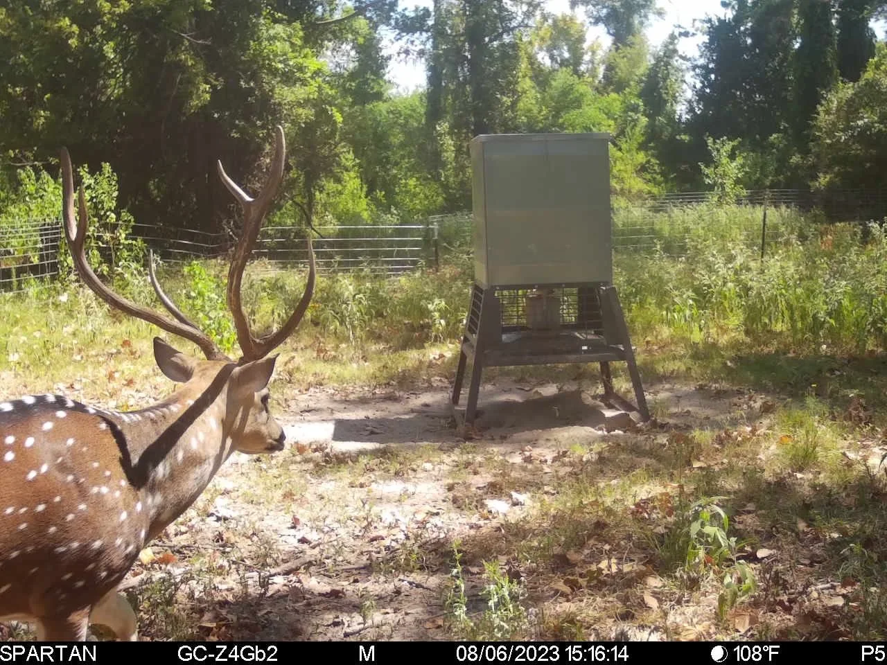 North Shore Ranch Exotic Game Hunts | Hunting in Texas