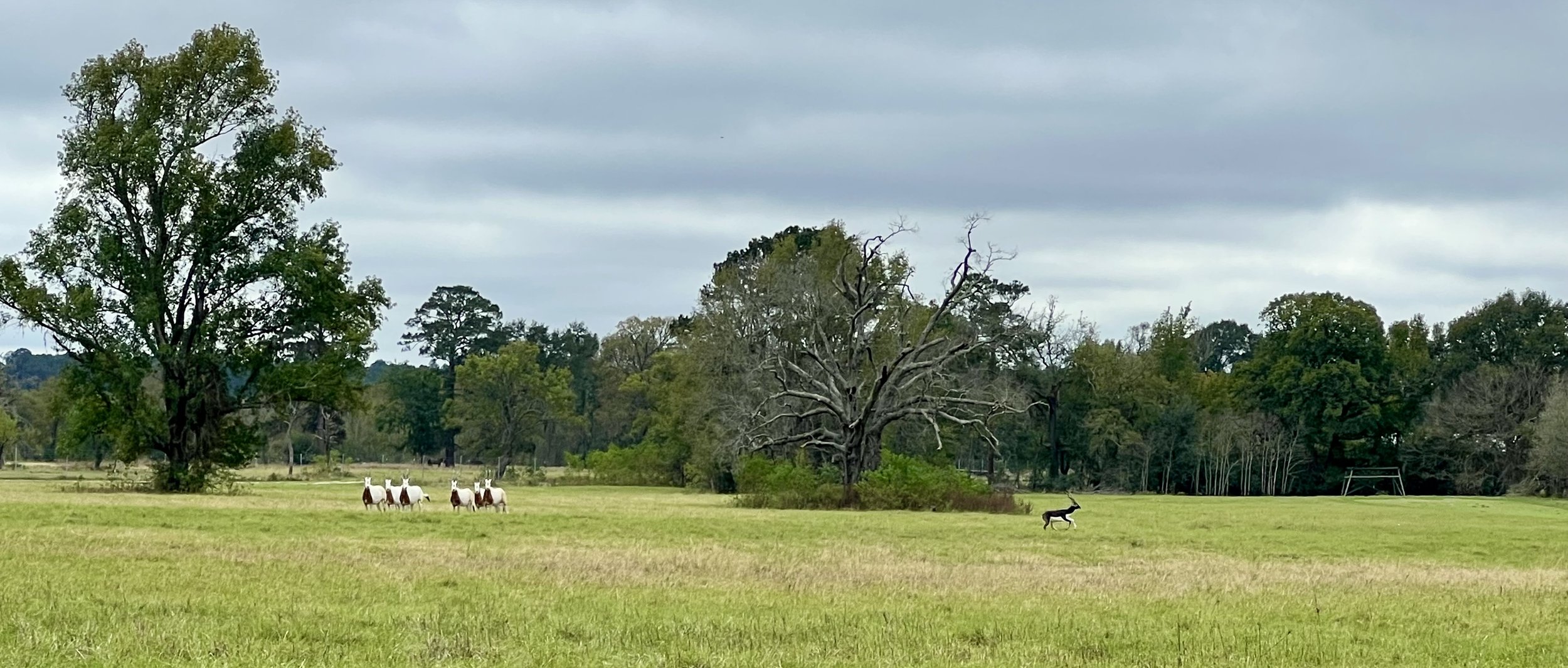 North Shore Ranch Exotic Game Hunts | Hunting in Texas