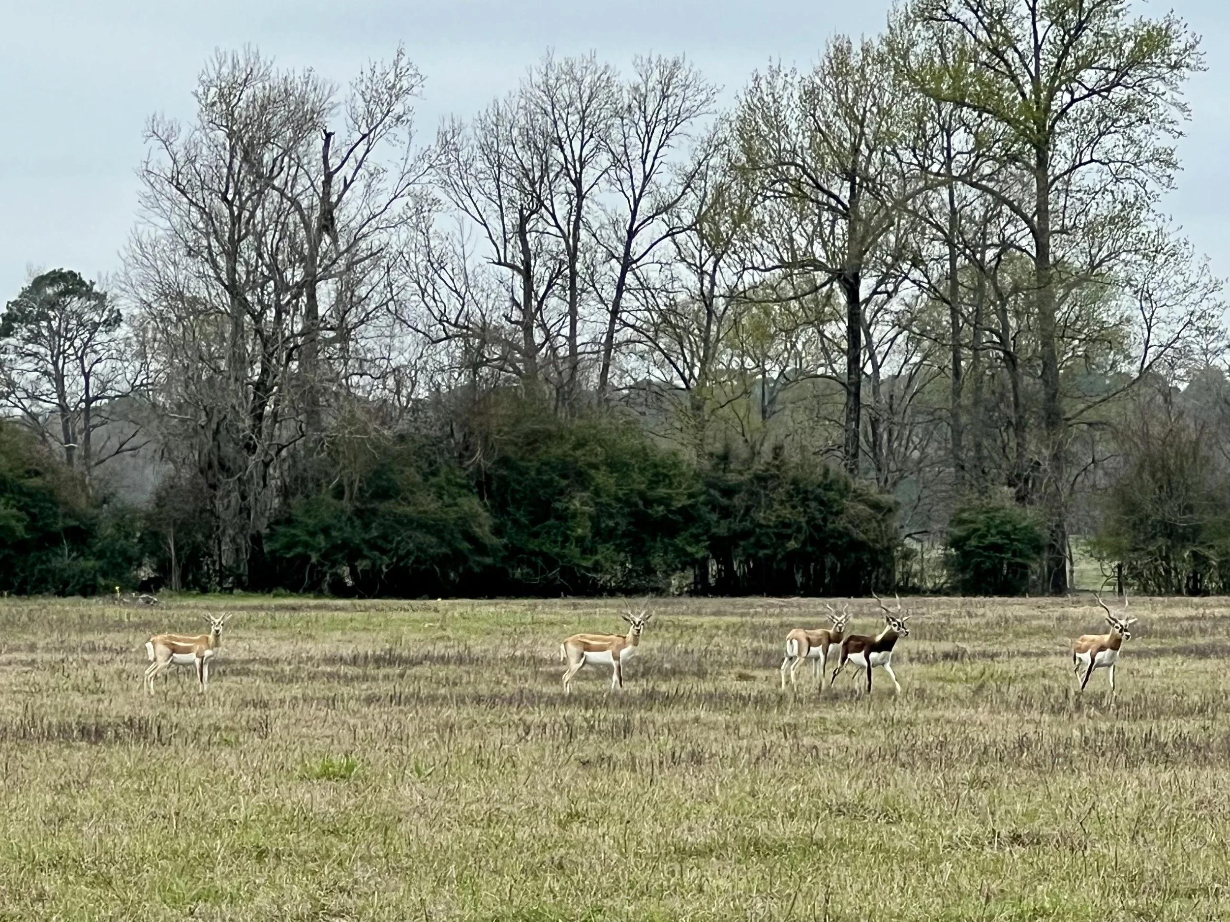 North Shore Ranch Exotic Game Hunts | Hunting in Texas