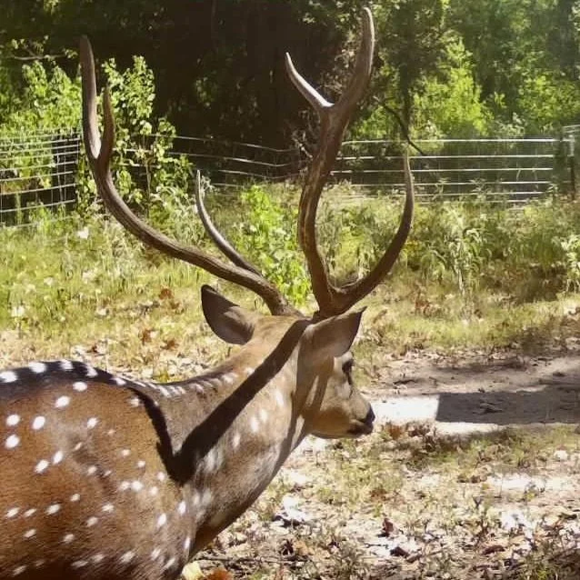 Experience ultimate value at our TX hunting ranch, an unforgettable ...