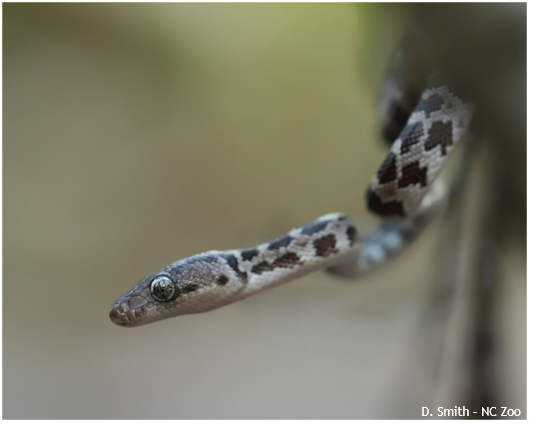 Proposed Downlisting of the VI Boa and Eugenia Woodburyana — www ...