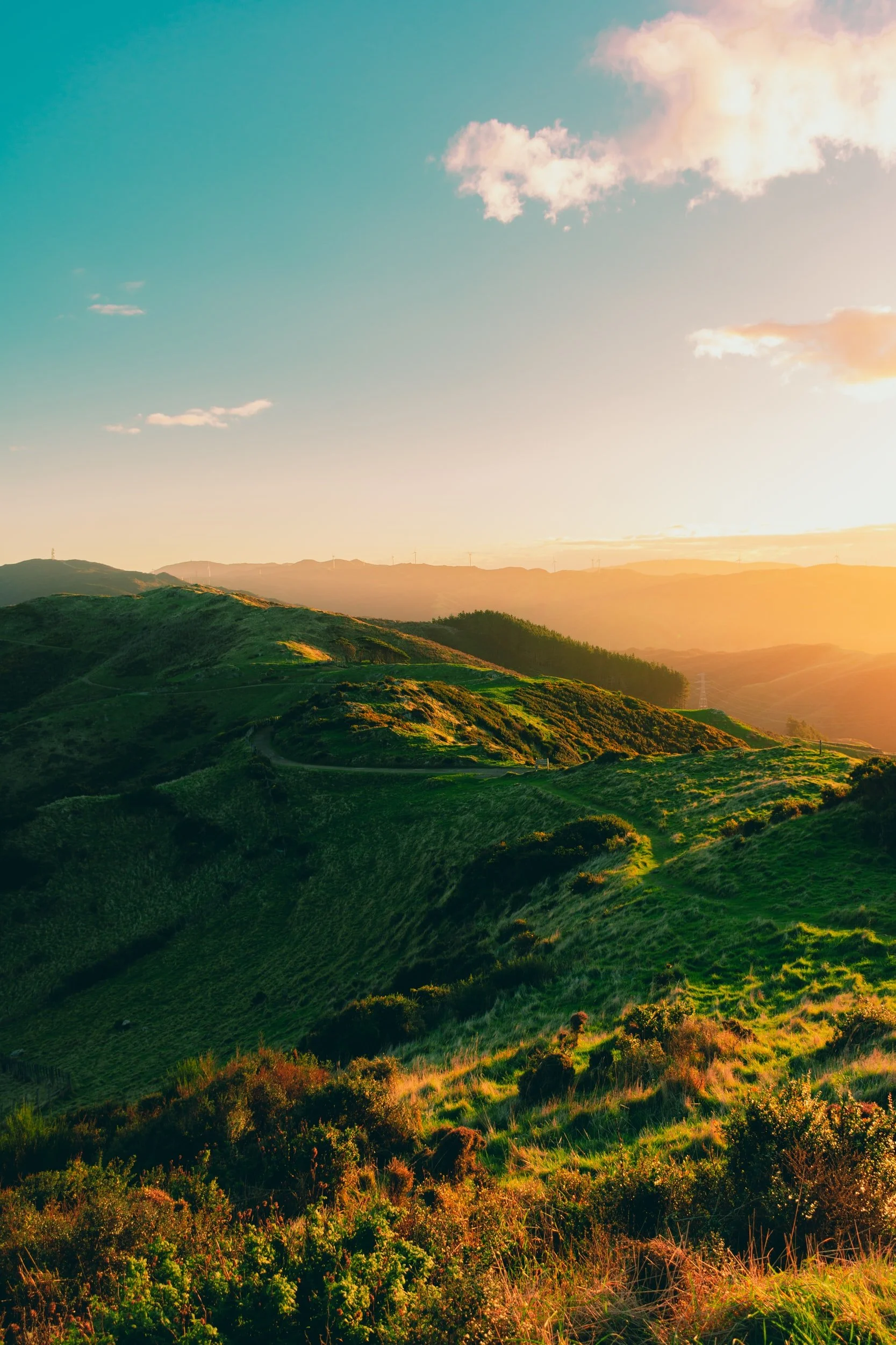 Our People — Nikau Foundation