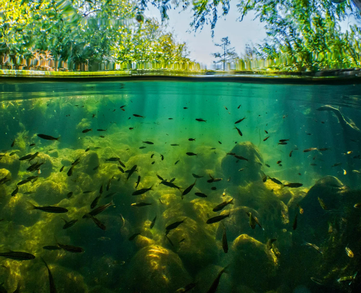 Fishwater Films | We tell freshwater stories