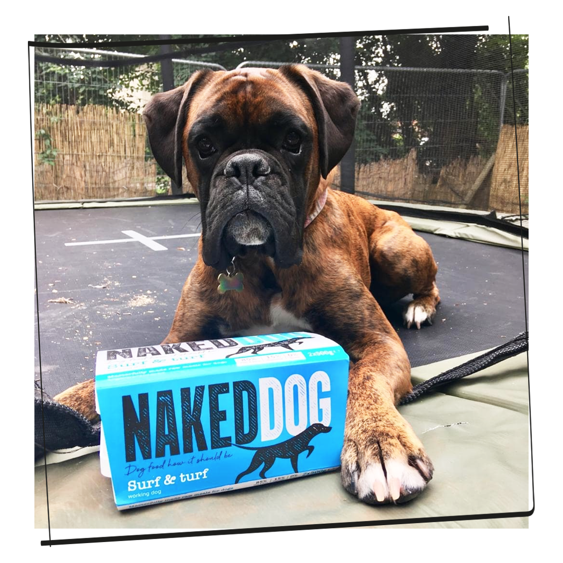 Naked Dog | Dog food how it should be