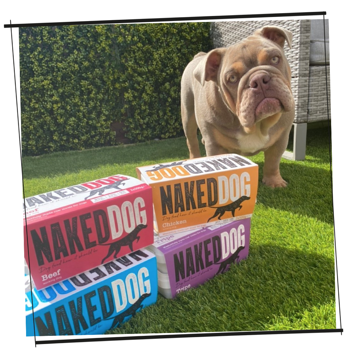 Naked Dog | Dog food how it should be