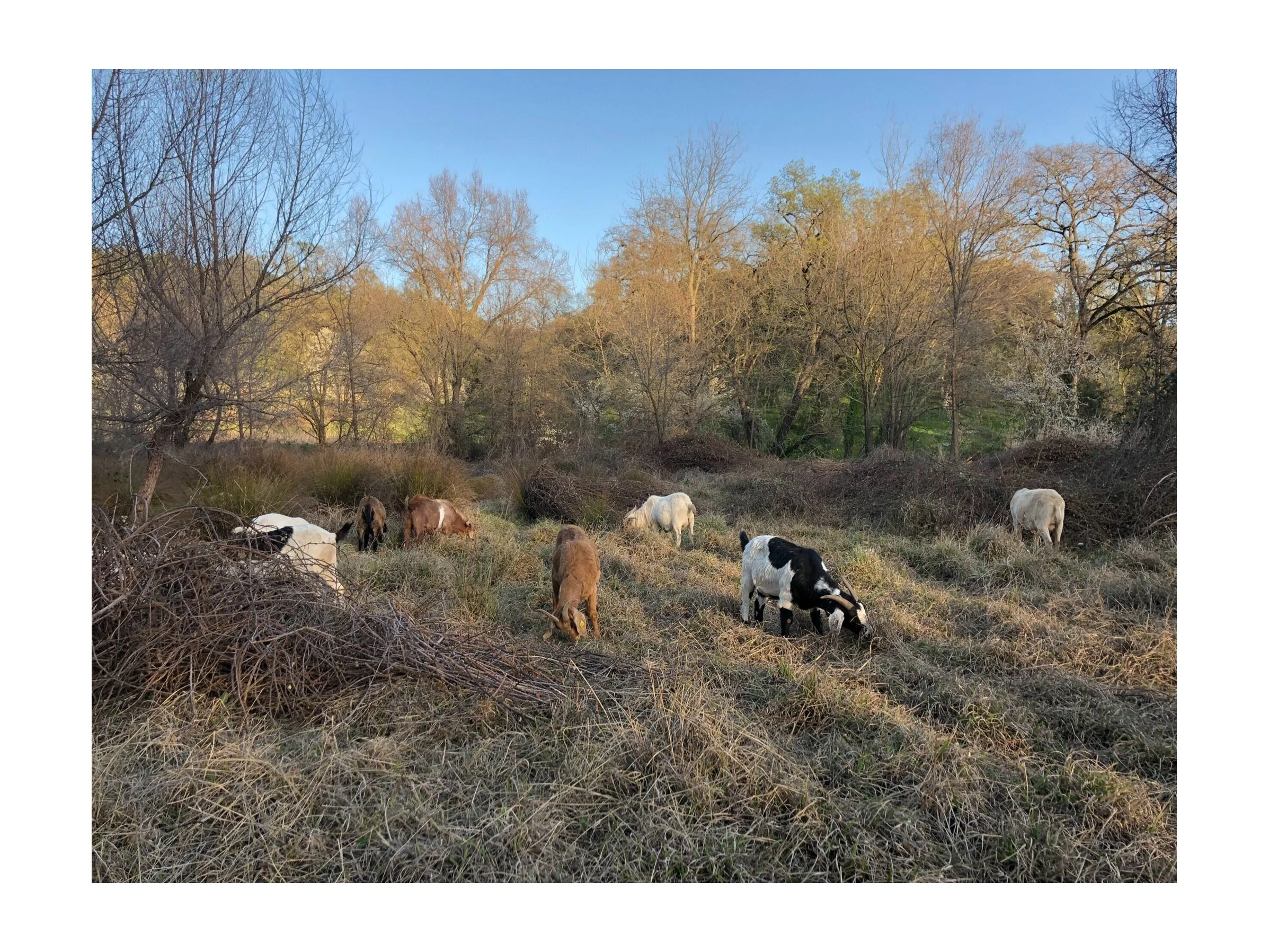 The Scapegoats Story — ScapeGoats