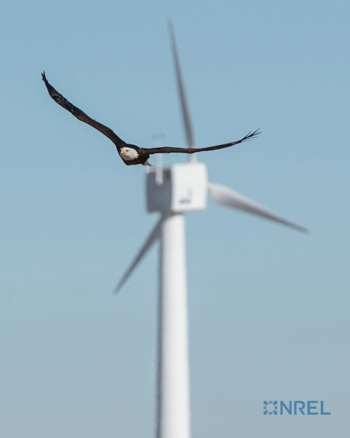 IdentiFlight - Bird Detection System