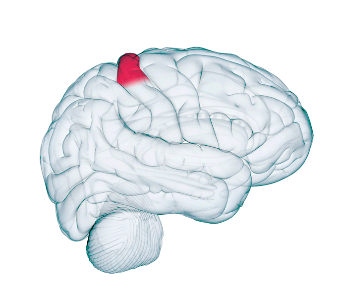 Human Brain Animation Gif