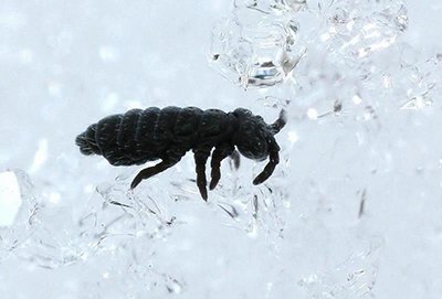 Creature Feature: Snow Fleas — Minnesota Forestry Association