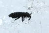 Creature Feature: Snow Fleas — Minnesota Forestry Association