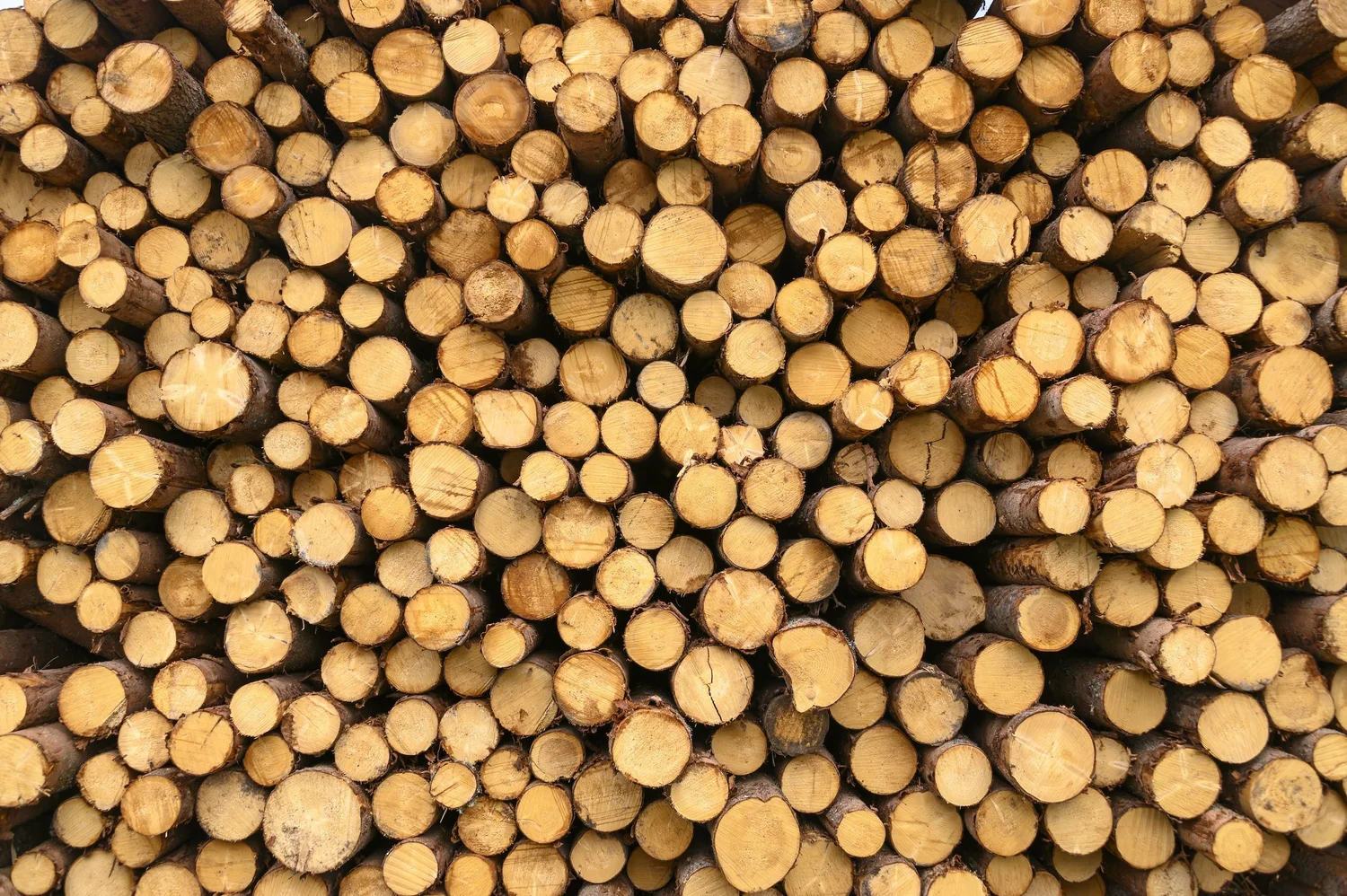 Timber Harvesting — Minnesota Forestry Association