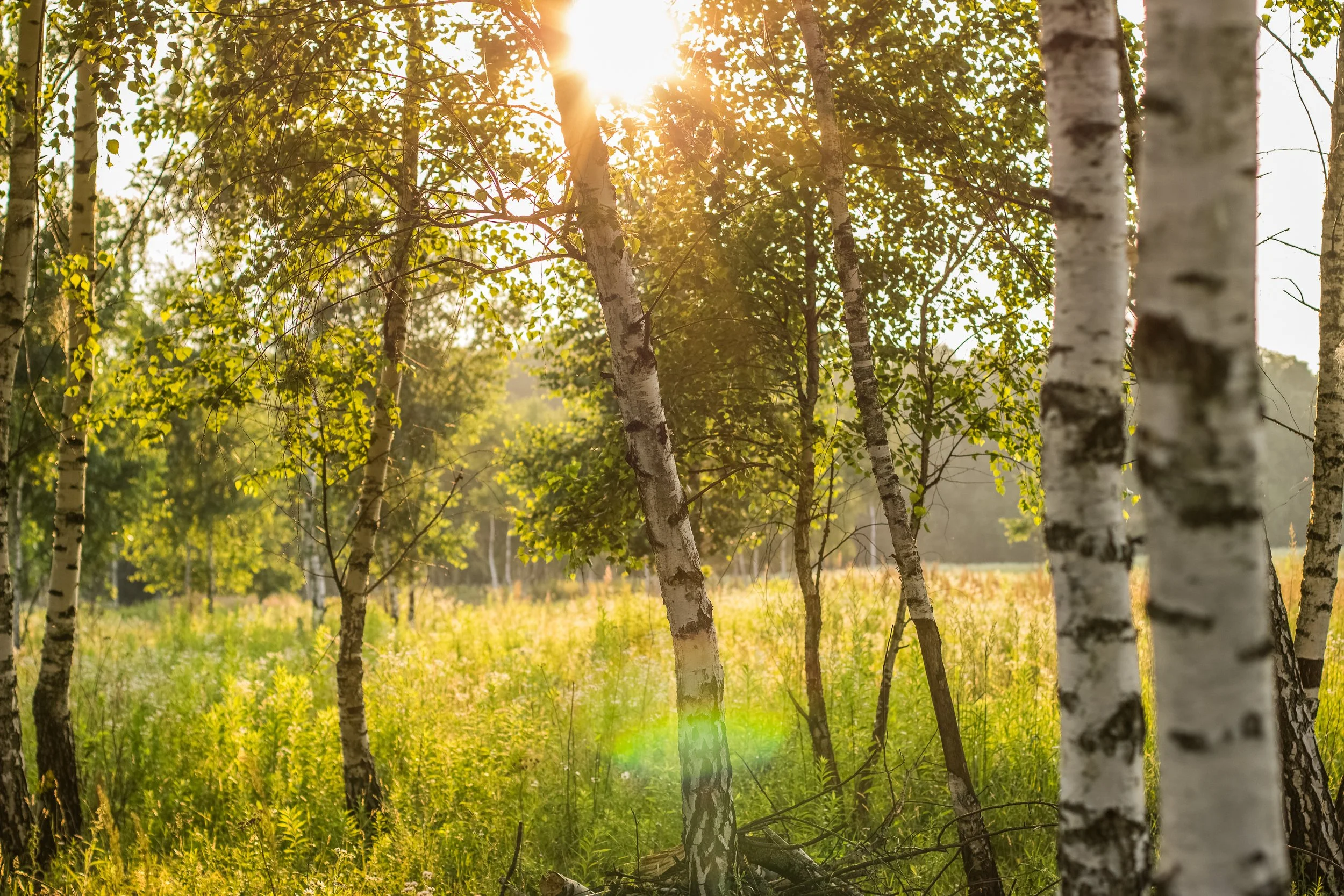 Minnesota Forestry Association