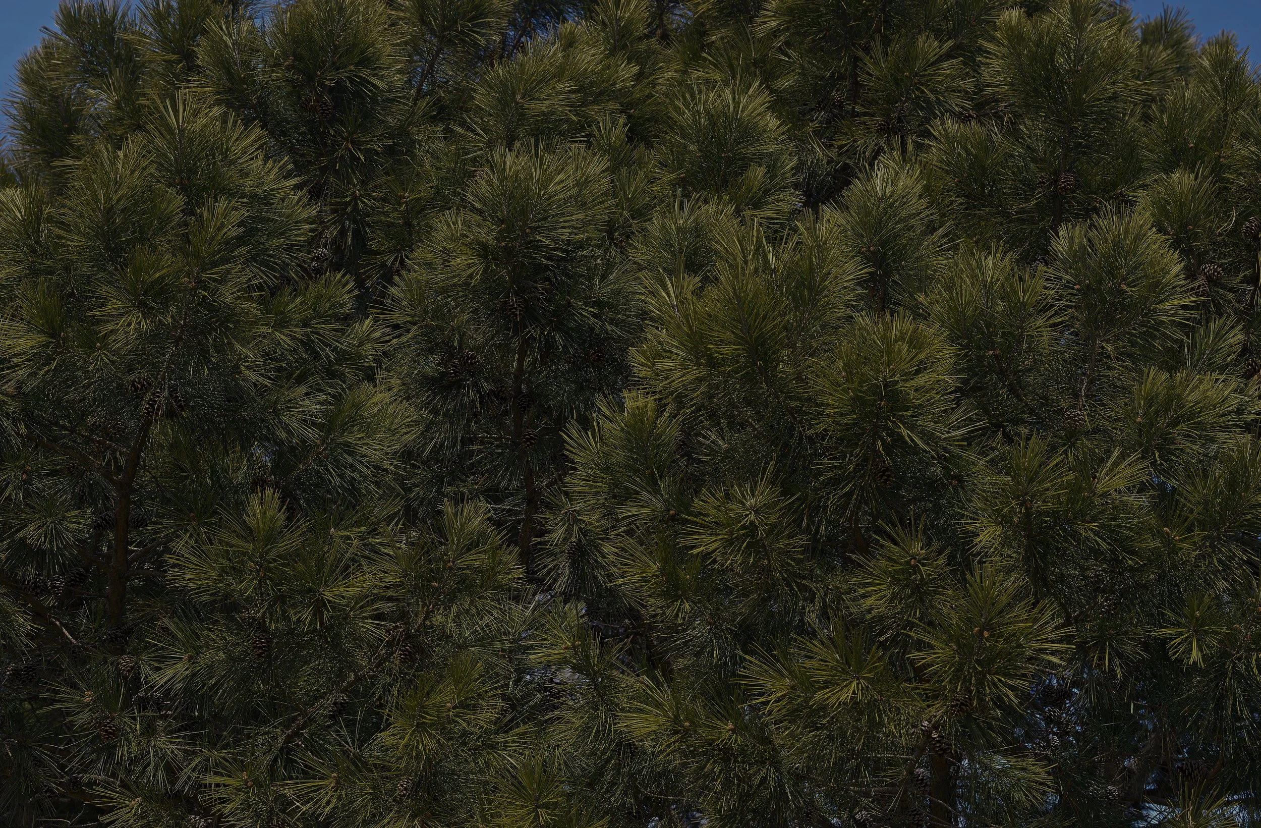 Call Before You Cut — Minnesota Forestry Association