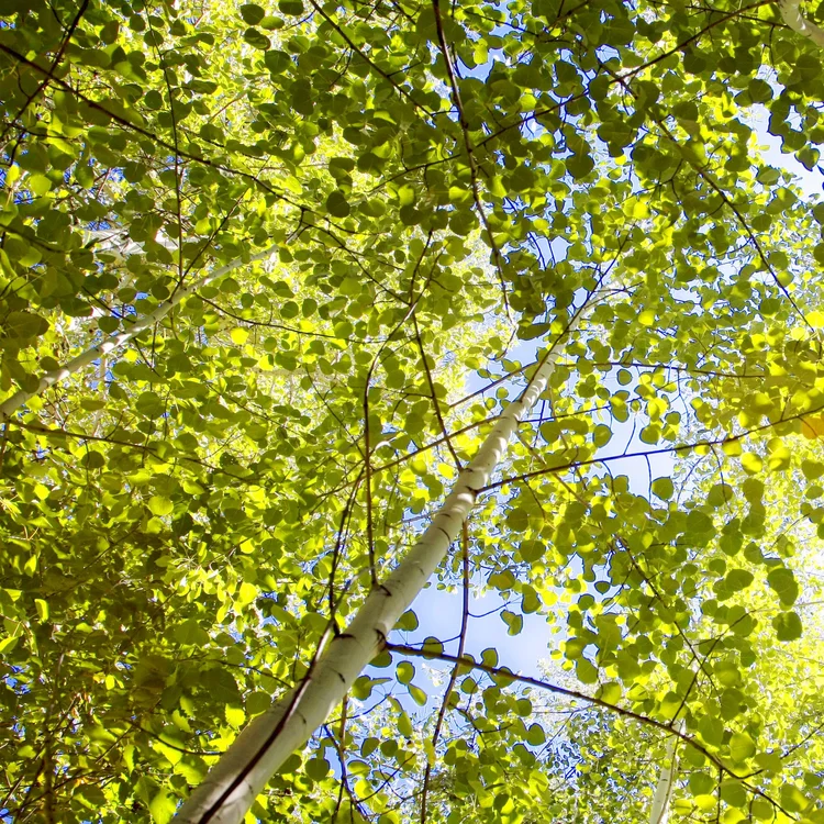 Minnesota Forestry Association