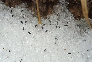 Creature Feature: Snow Fleas — Minnesota Forestry Association