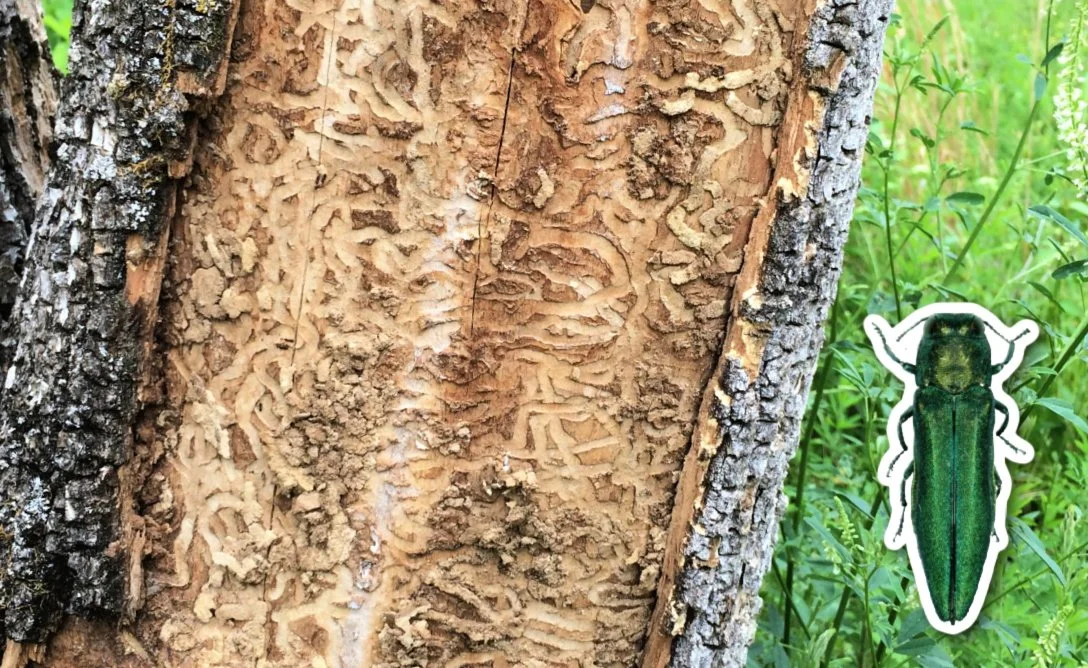 Woodland Stewardship — Minnesota Forestry Association