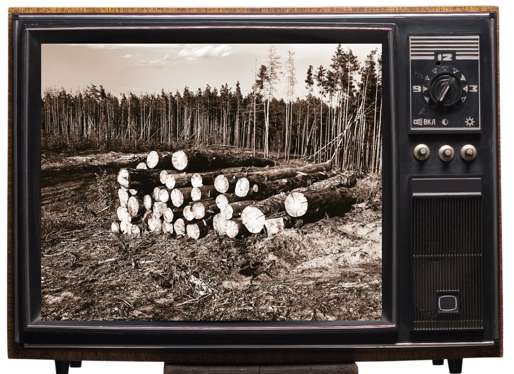 Timber Harvesting — Minnesota Forestry Association