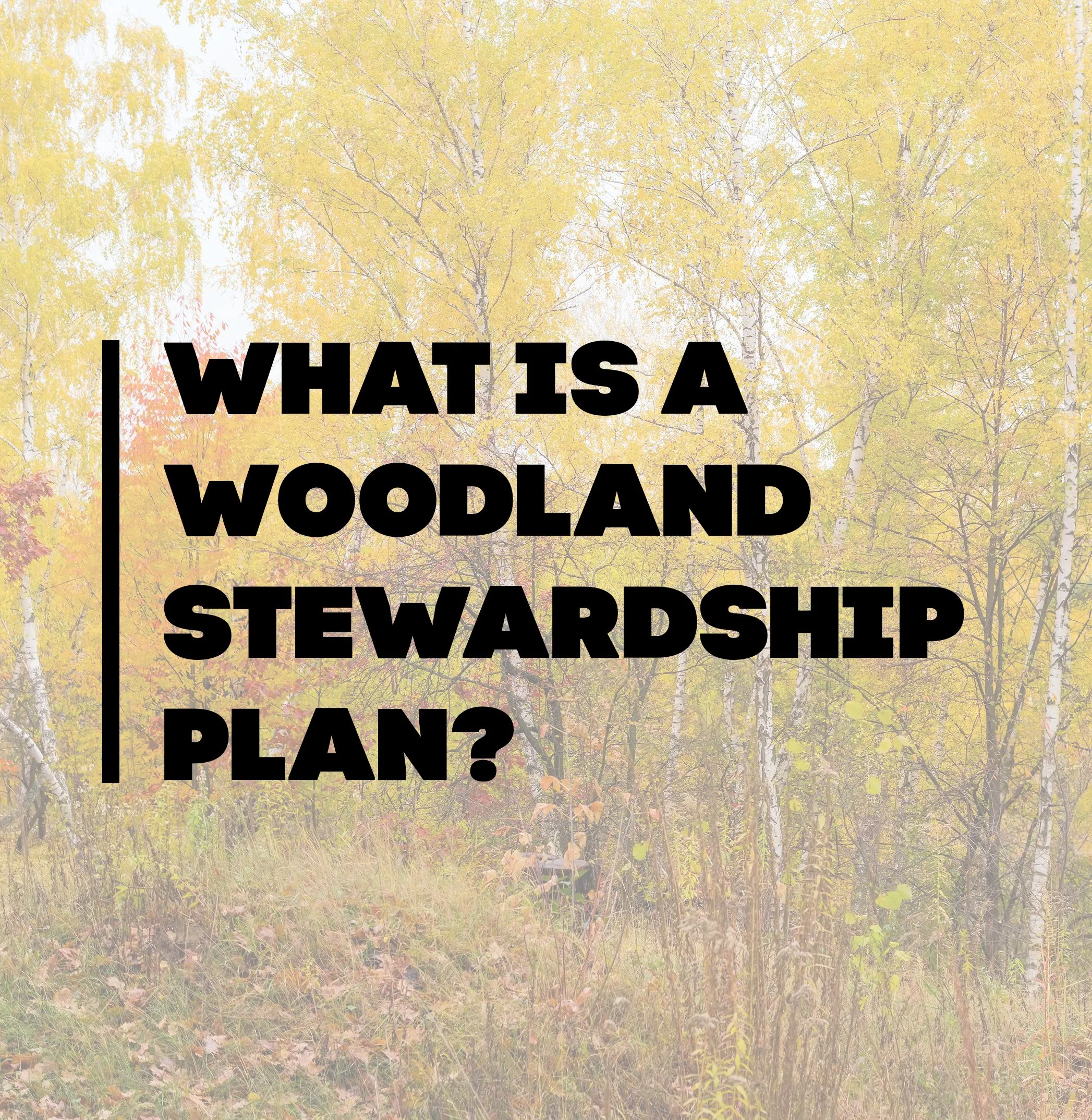 Woodland Stewardship — Minnesota Forestry Association