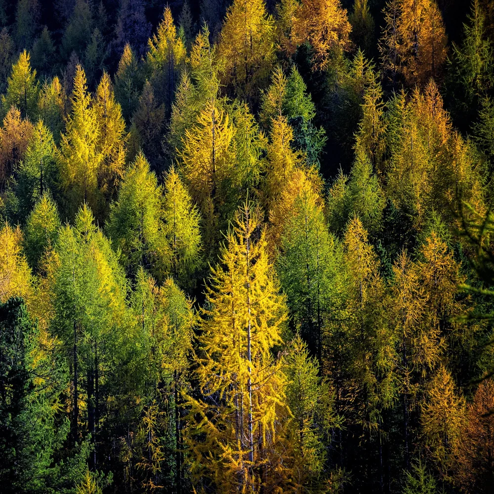 Trees — Minnesota Forestry Association