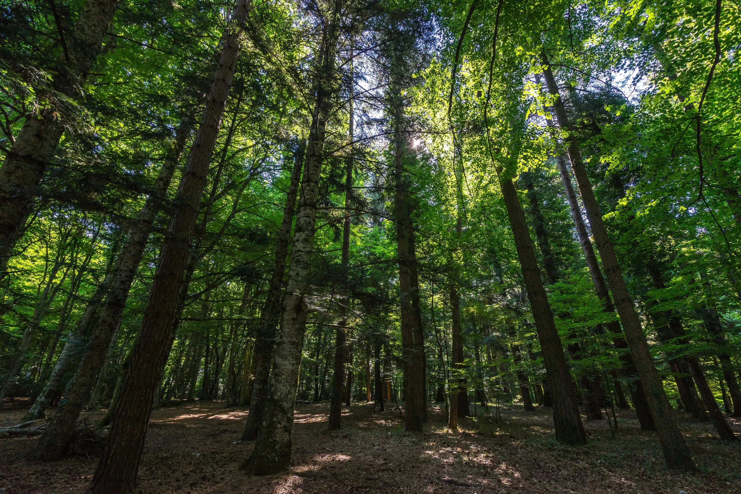 Sustainable Forest Incentive Act — Minnesota Forestry Association